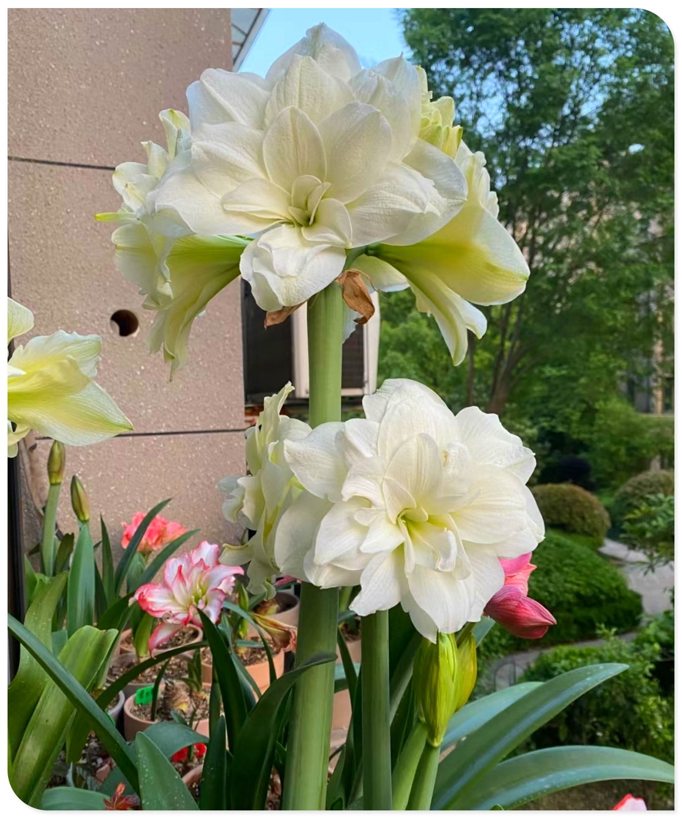 Amaryllis Pots to Grow Home Garden Decoration Bright for Planting ...