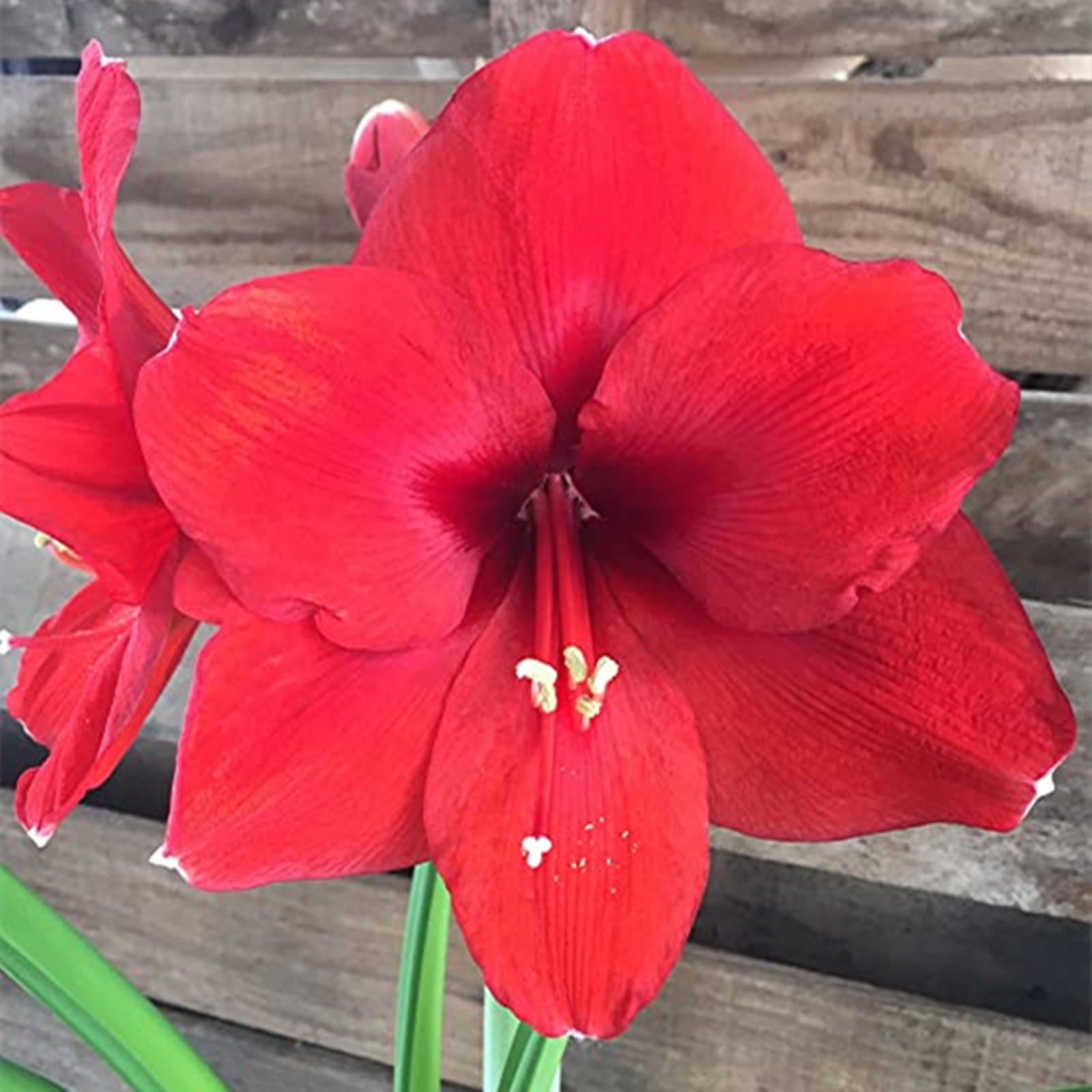 Amaryllis,Professional Simple to Grow,Pots to Grow,Amaryllis for ...