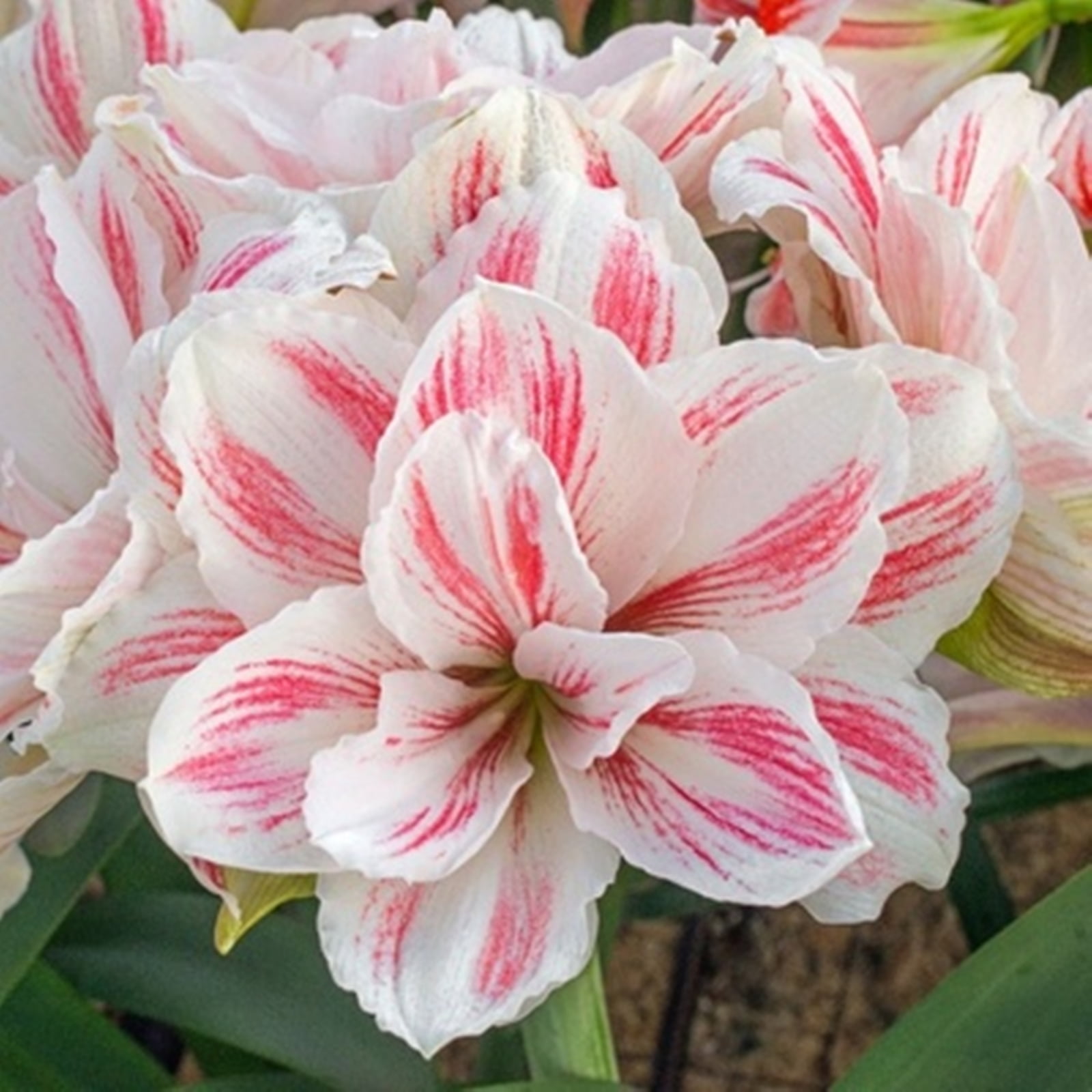 Amaryllis,Professional Simple to Grow,Pots to Grow,Amaryllis for ...