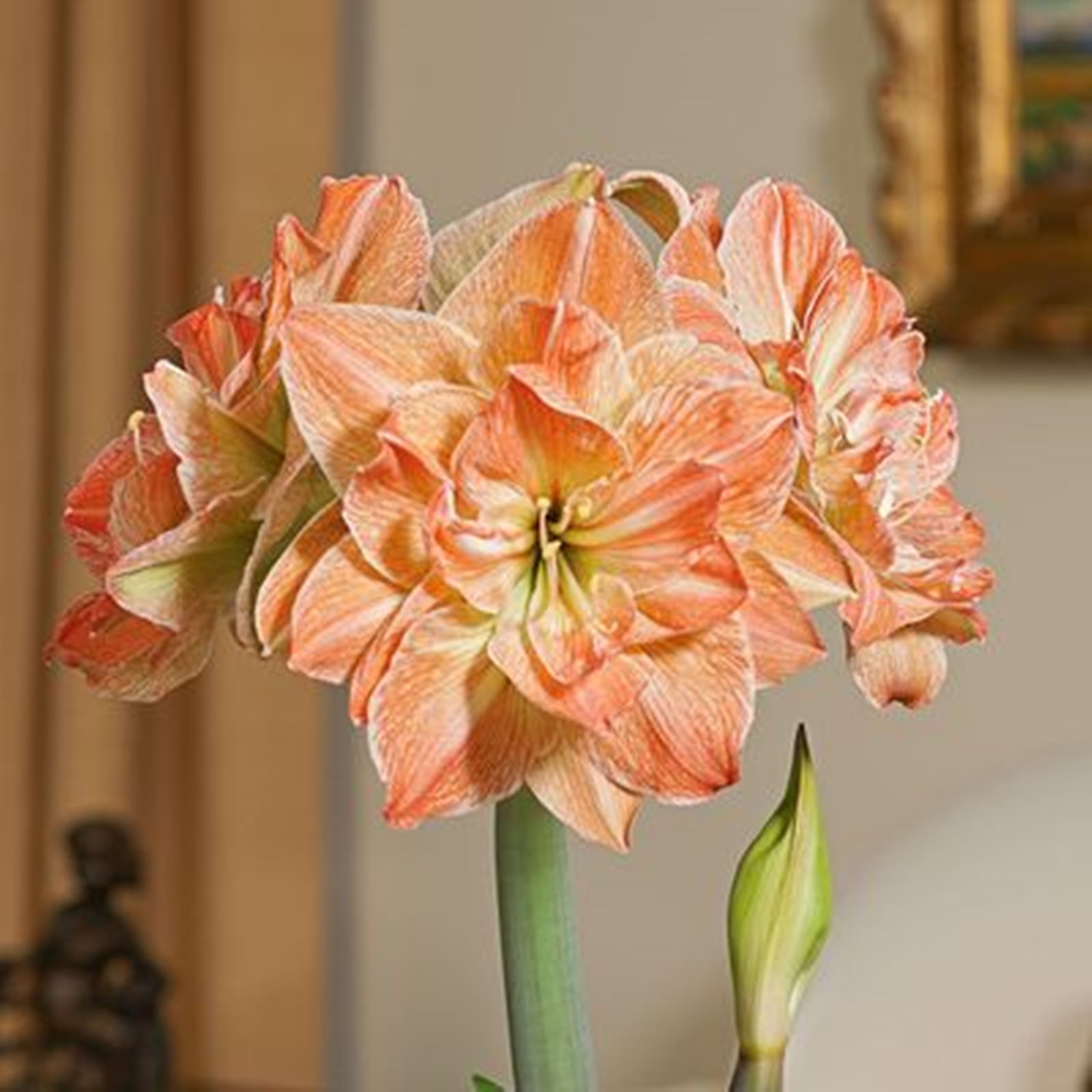 Amaryllis,Professional Simple to Grow,Pots to Grow,Amaryllis for ...