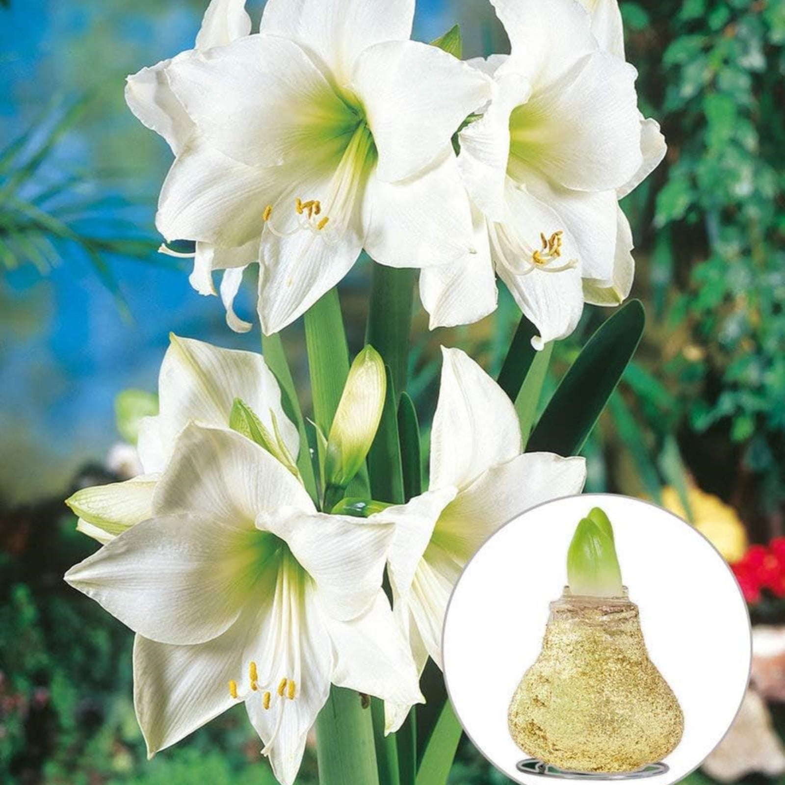 Amaryllis,Professional Simple to Grow,Pots to Grow,Amaryllis for ...