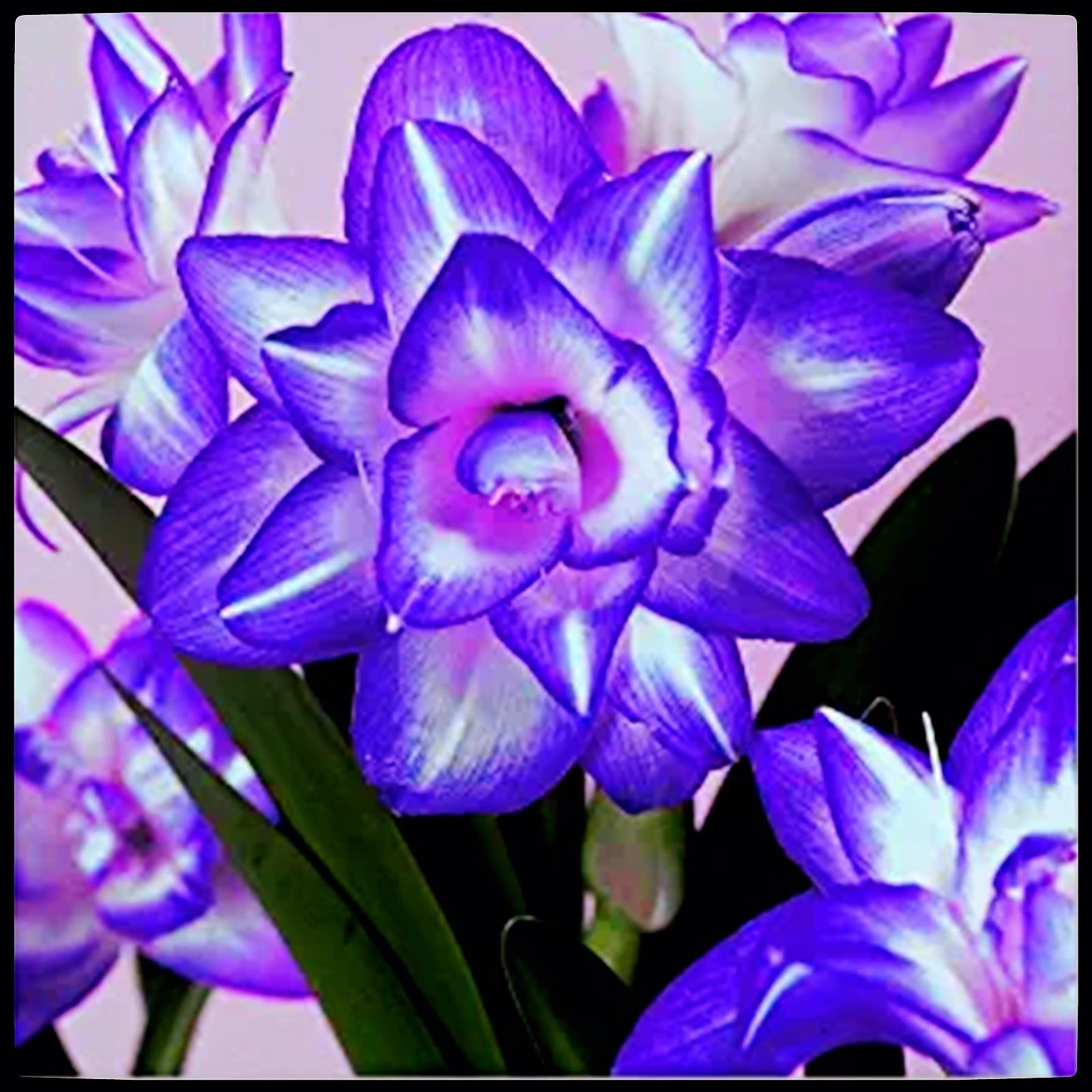 Amaryllis,Professional Simple to Grow,Pots to Grow,Amaryllis for ...