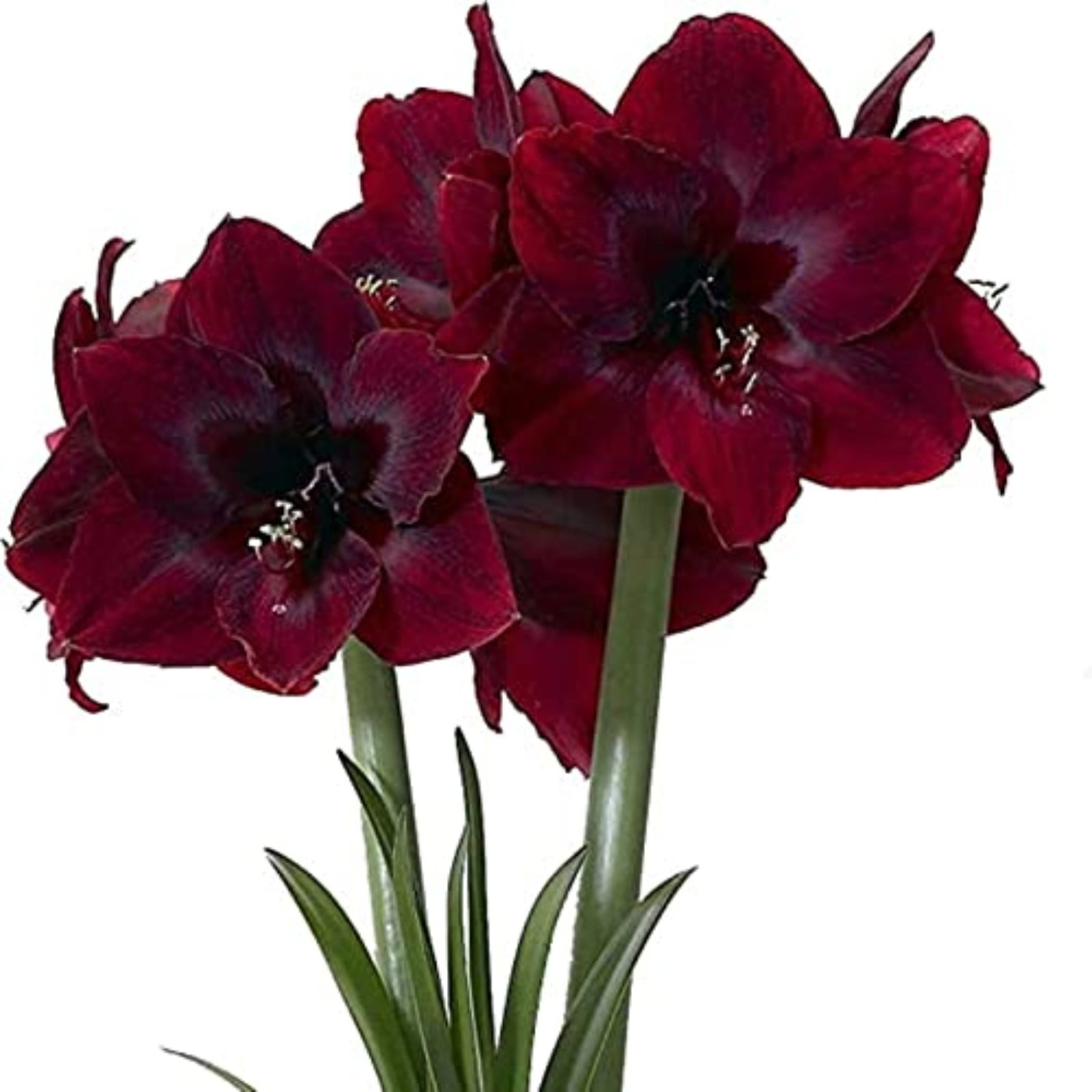 Amaryllis,Professional Simple to Grow,Pots to Grow,Amaryllis for ...