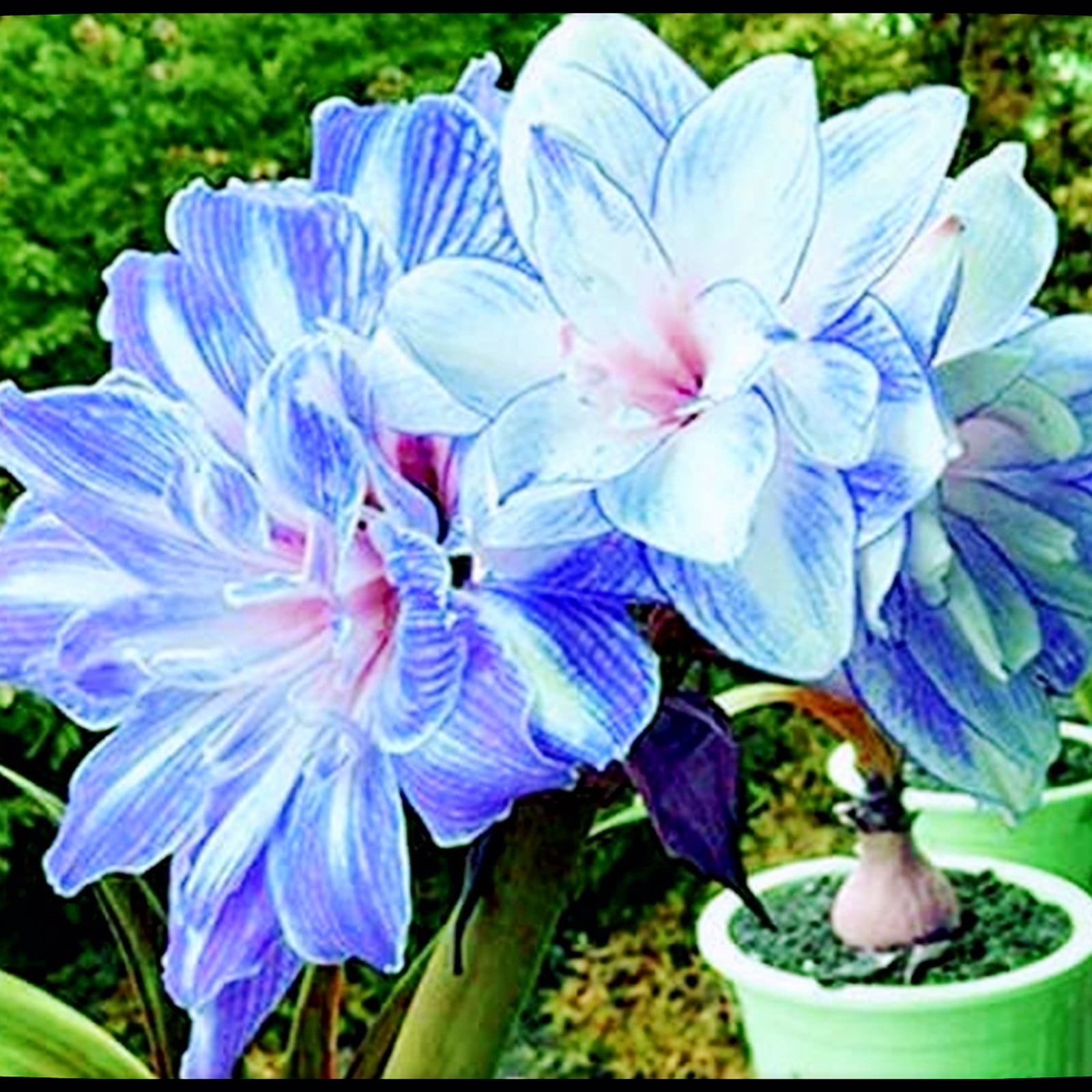 Amaryllis,Professional Simple to Grow,Pots to Grow,Amaryllis for ...
