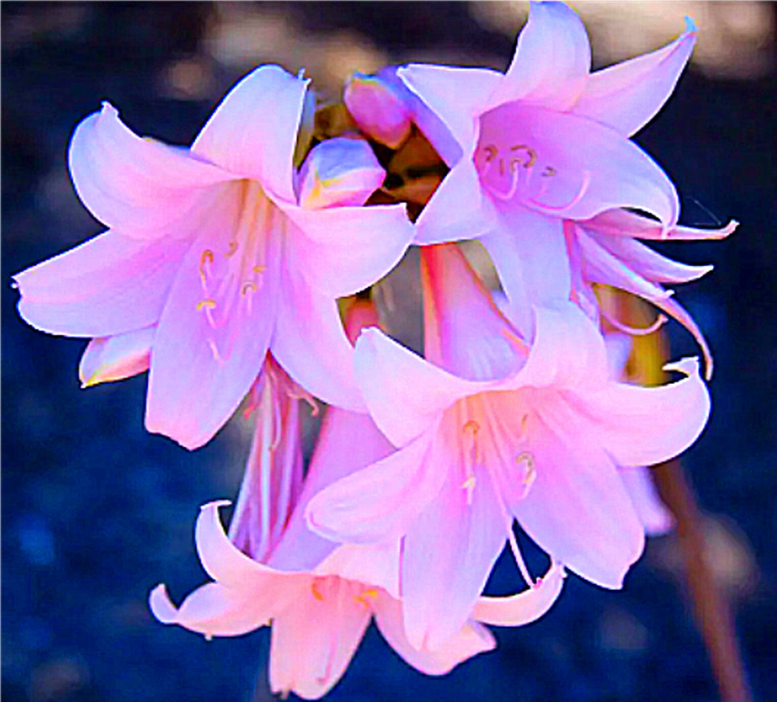 Amaryllis Professional Surprise to Grow Fall or Spring Simple to Grow ...