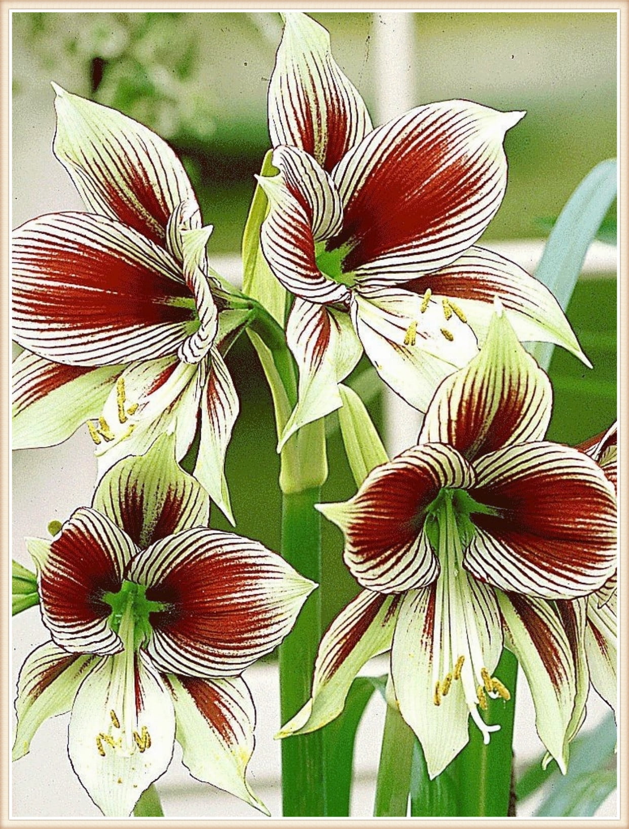 Amaryllis Rare Bulk Professional Planting Tubers Mysterious Species ...