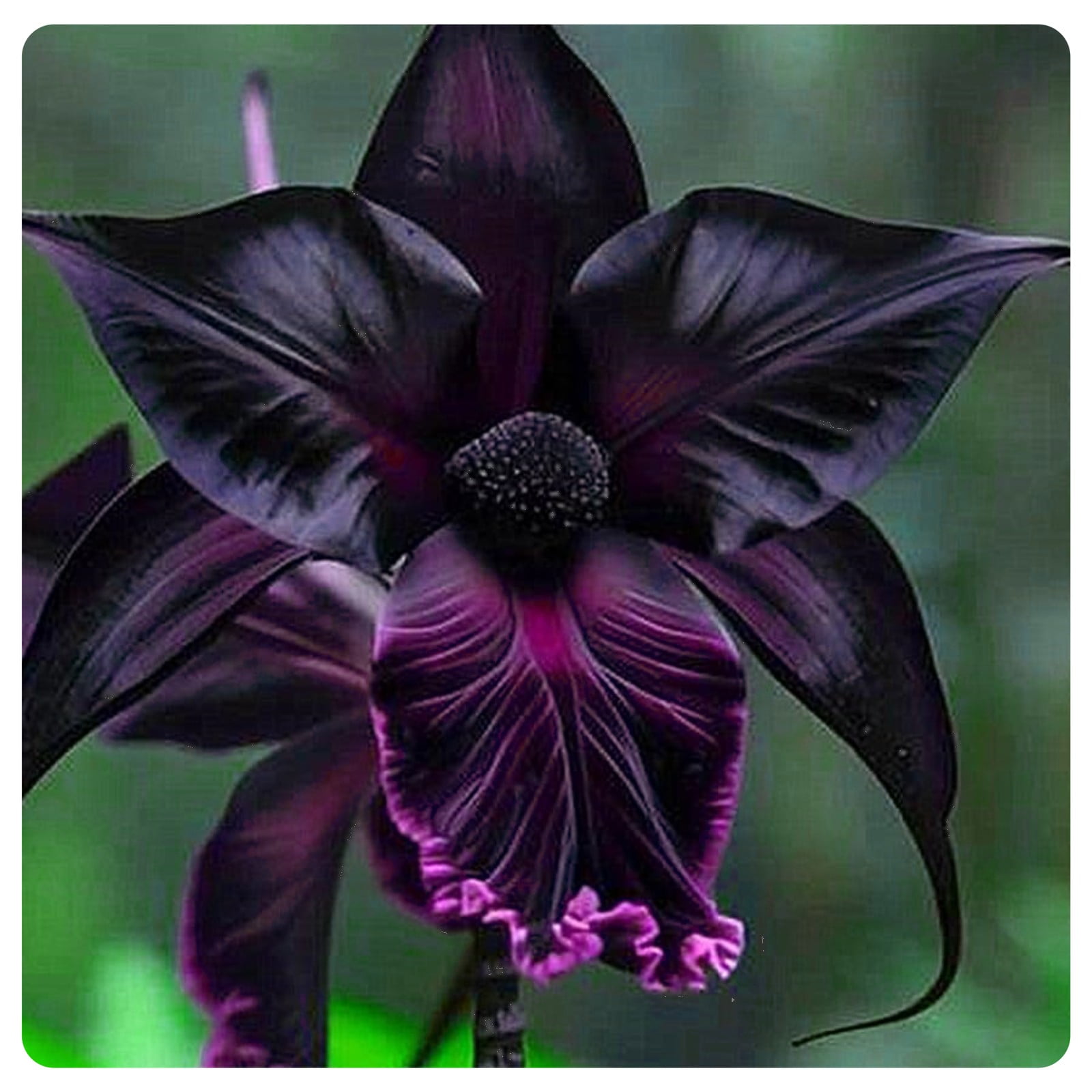 Amaryllis Rhizom Planting Bulbs Ornamental Perennial Seedless Non ...