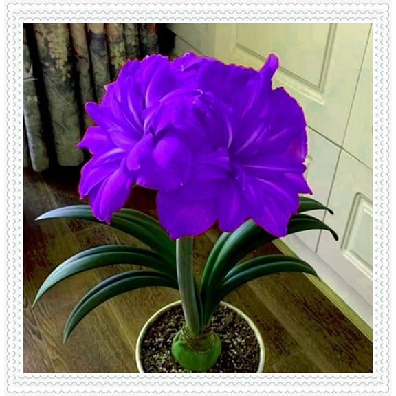 Cymbidium Orchid Bulbs Planting Ornamental Perennial Non-Artificial ...