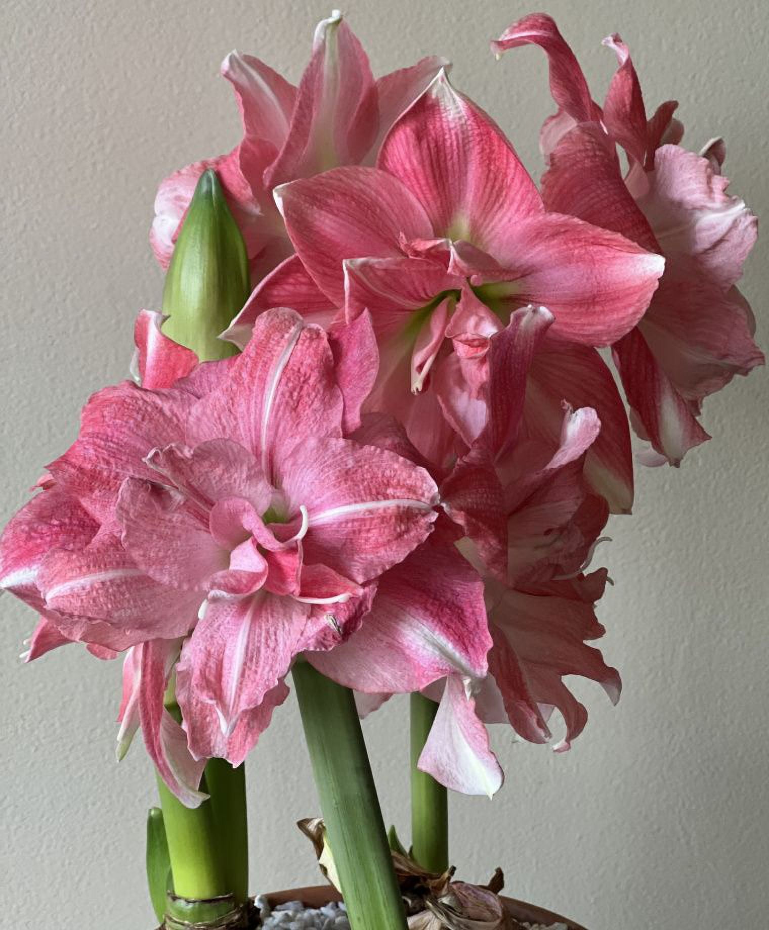Blue Buddha Farm Amaryllis Rozetta Bulb, Indoor Plant, Graceful Pink ...