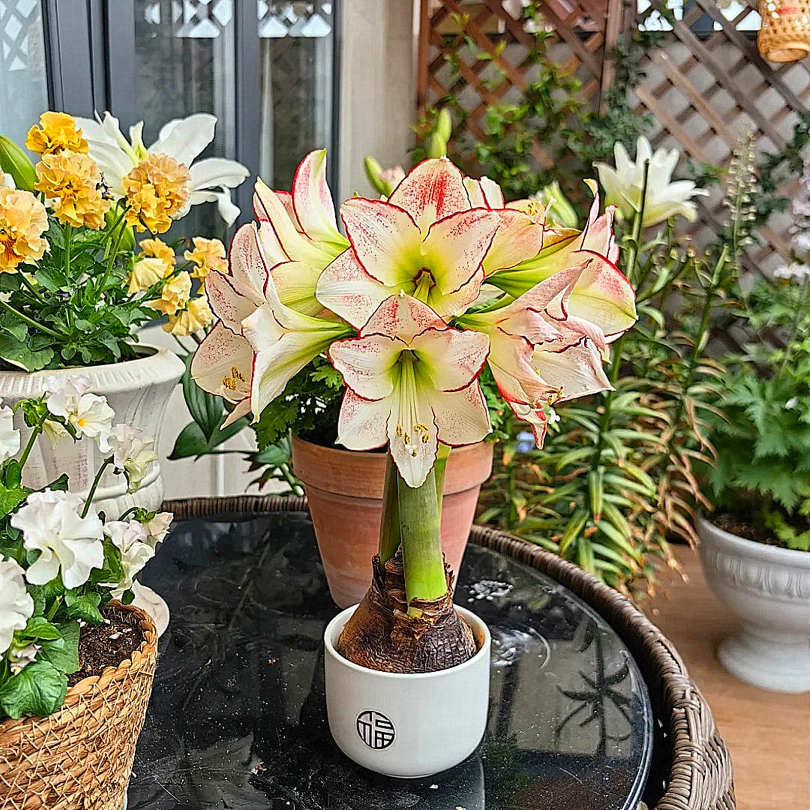 Amaryllis Simple to Grow Pots to Grow Amaryllis for Planting Indoor or ...