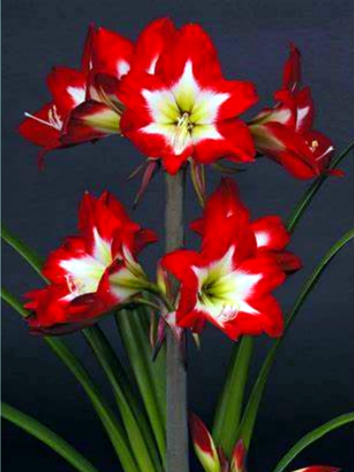 Amaryllis Species Rare Bulk Professional Planting Tubers Mysterious ...