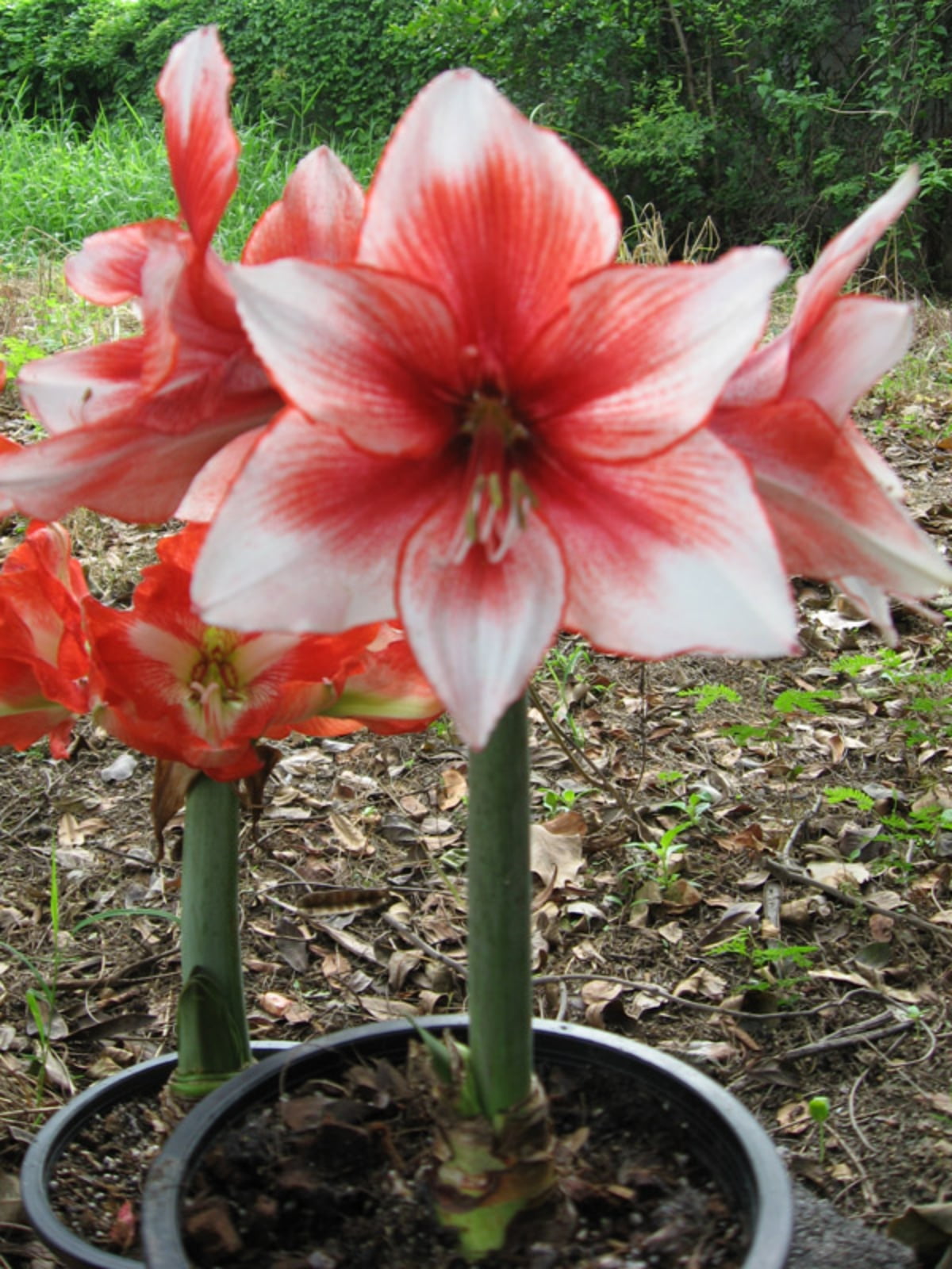 Amaryllis Species Rare Bulk Professional Planting Tubers Mysterious ...