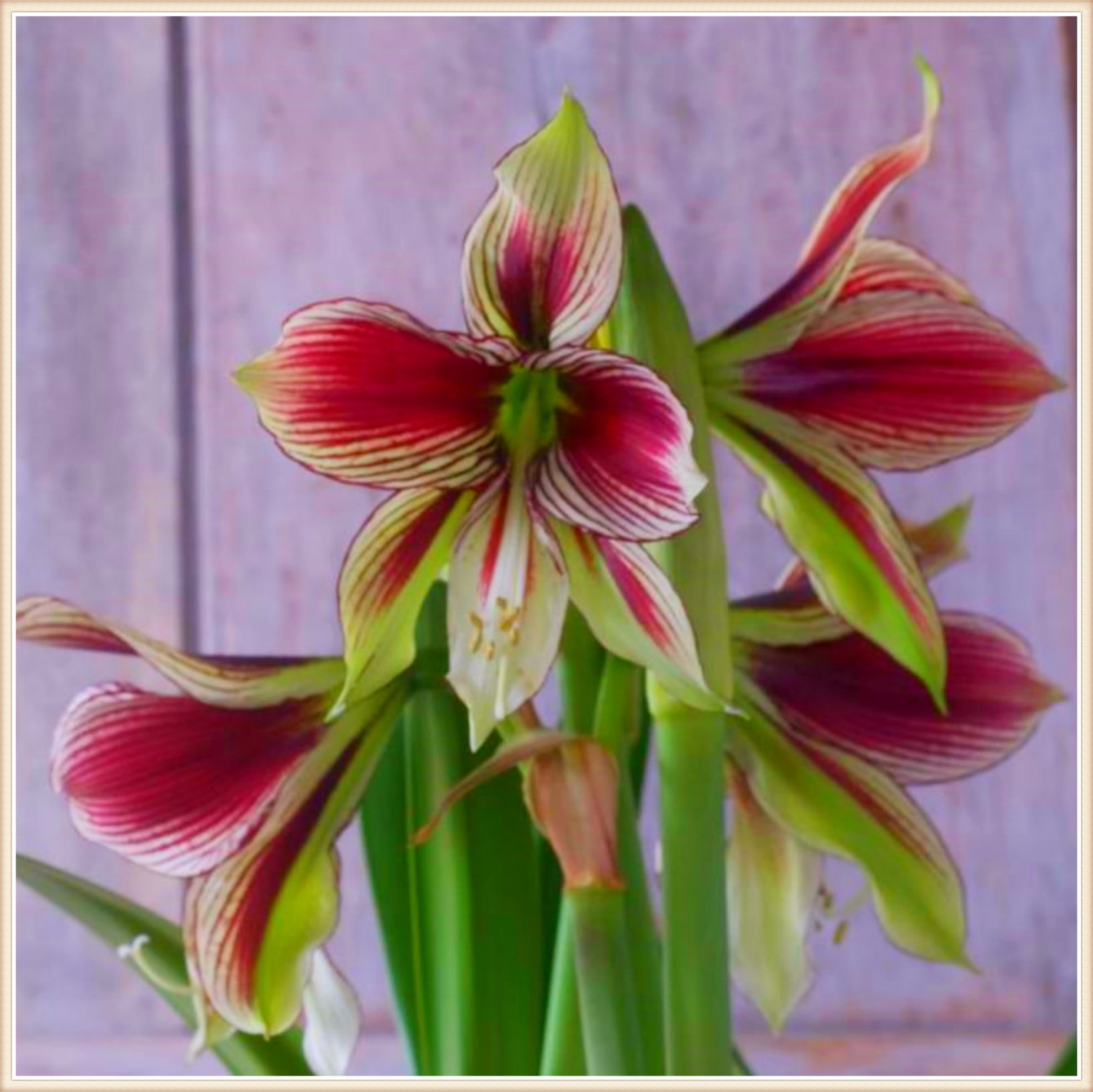 Amaryllis Species Rare Bulk Professional Planting Tubers Mysterious ...