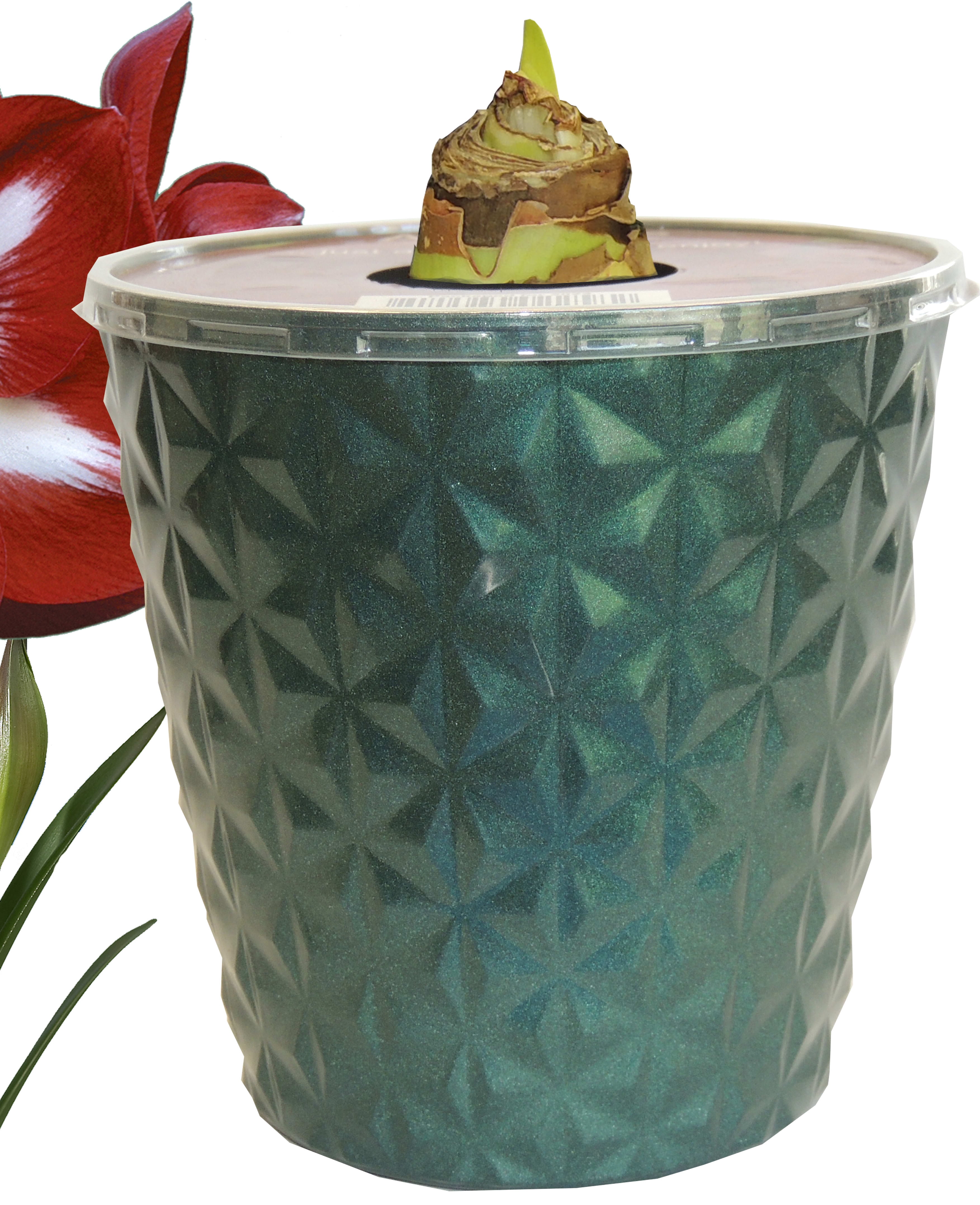 EuroBlooms Amaryllis Stargazer Live Plant in Decorative Green Pot - 6 ...