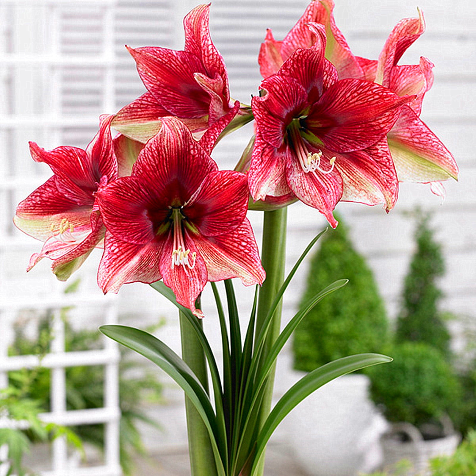Amaryllis Surprise to Grow Pots to Grow Fall or Spring Indoor or ...