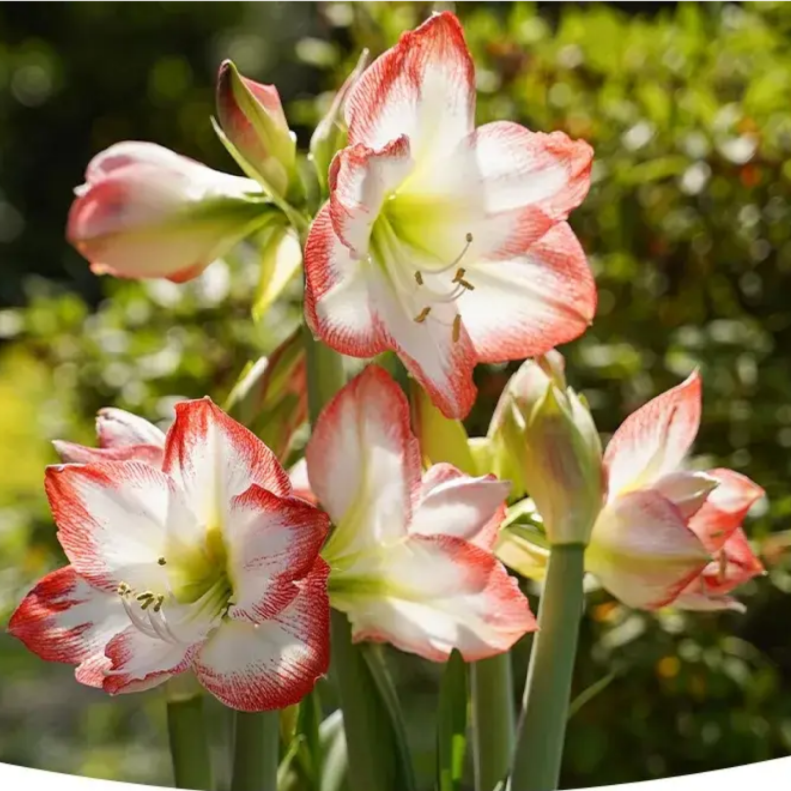 Amaryllis bulbs Bloom Year After Year Mysterious Species Rare - Walmart.com
