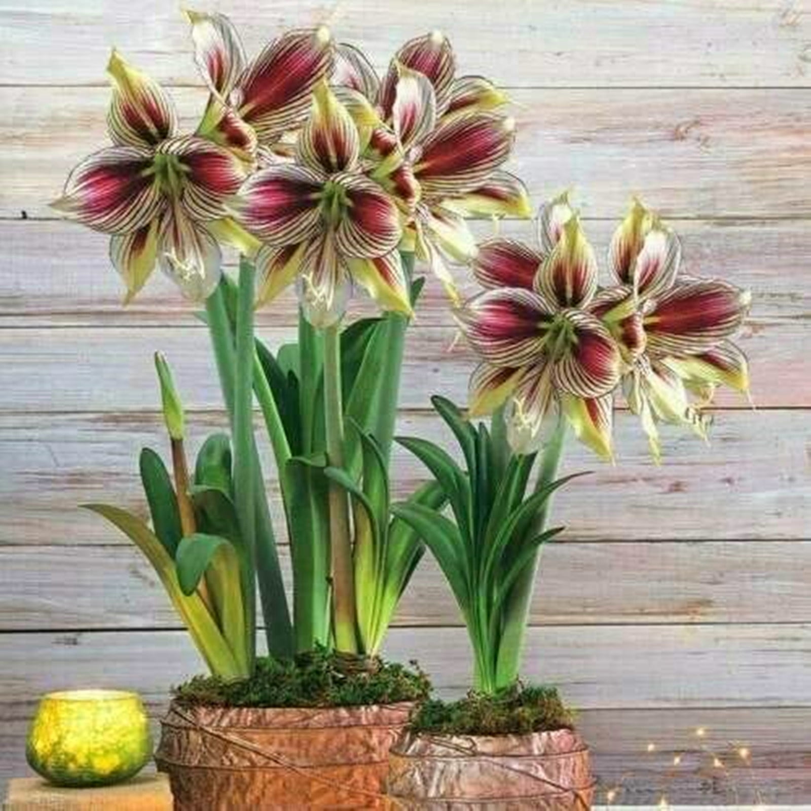 Amaryllis bulbs Plants, Easy to Plant Perennial, Amaryllis For Planting ...