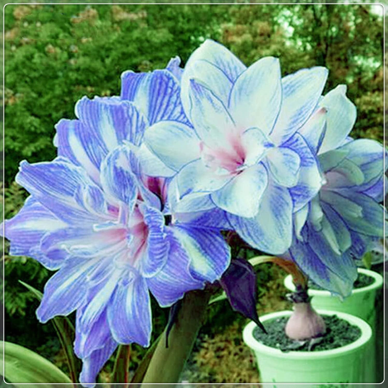 Amaryllis bulbs Plants, Easy to Plant Perennial, Amaryllis For Planting ...