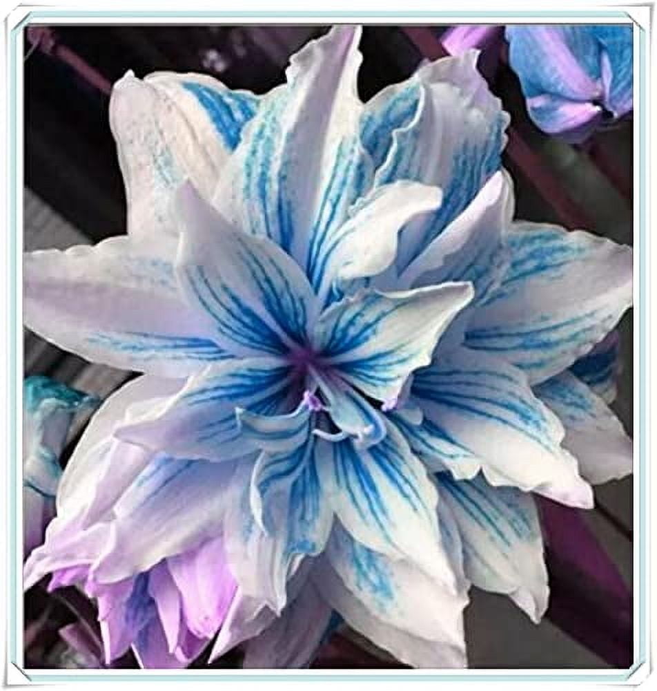 Amaryllis bulbs Plants, Easy to Plant Perennial, Amaryllis For Planting ...