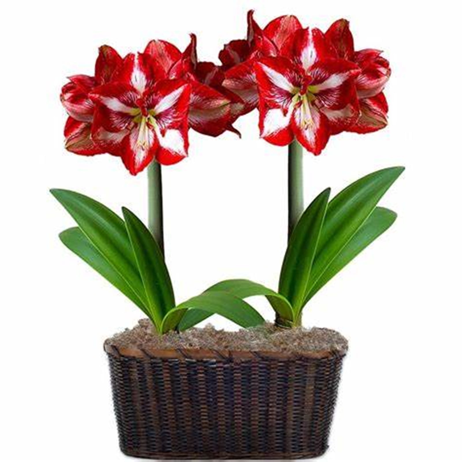 Amaryllis bulbs Plants, Easy to Plant Perennial, Amaryllis For Planting ...