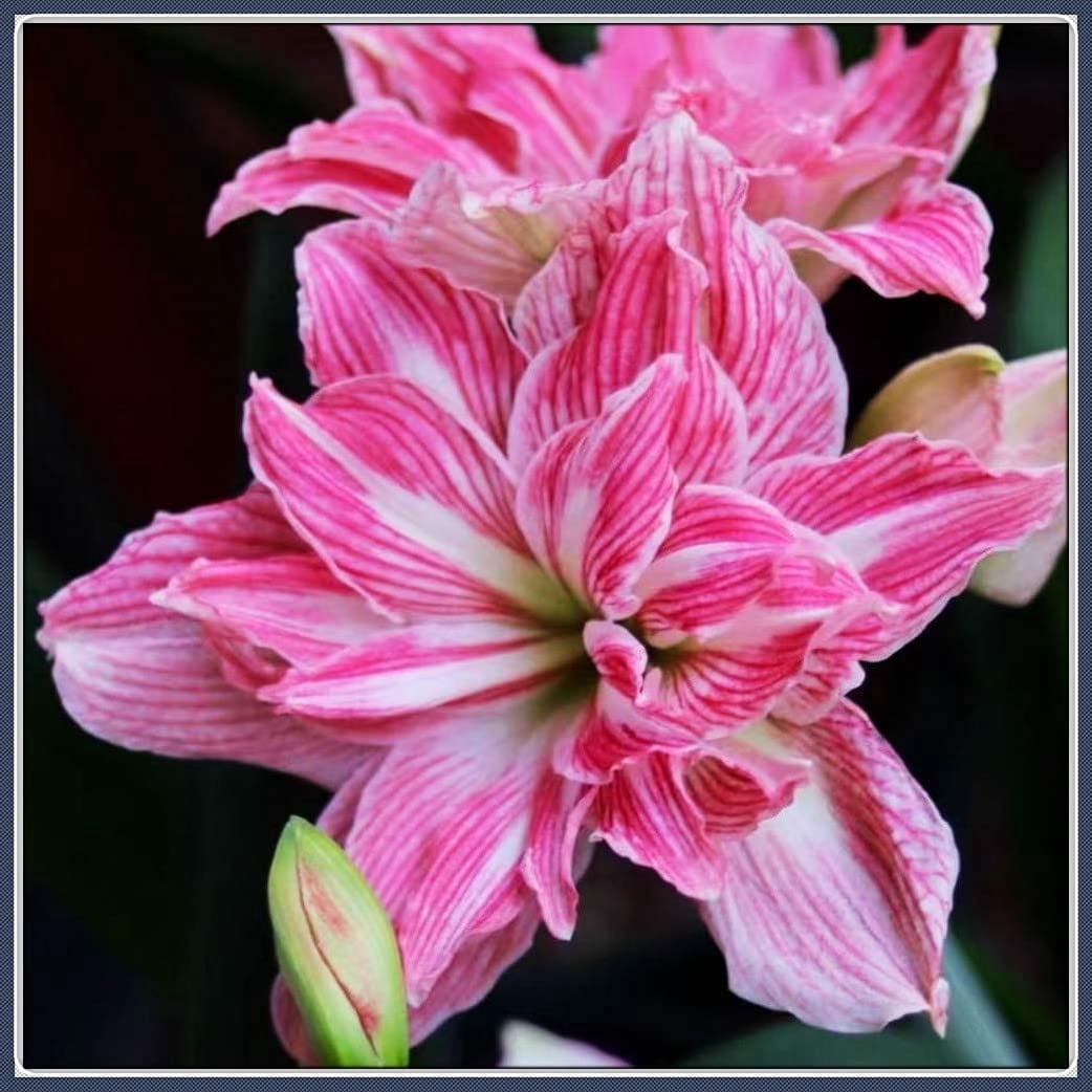 Amaryllis bulbs Plants, Easy to Plant Perennial, Amaryllis For Sale ...