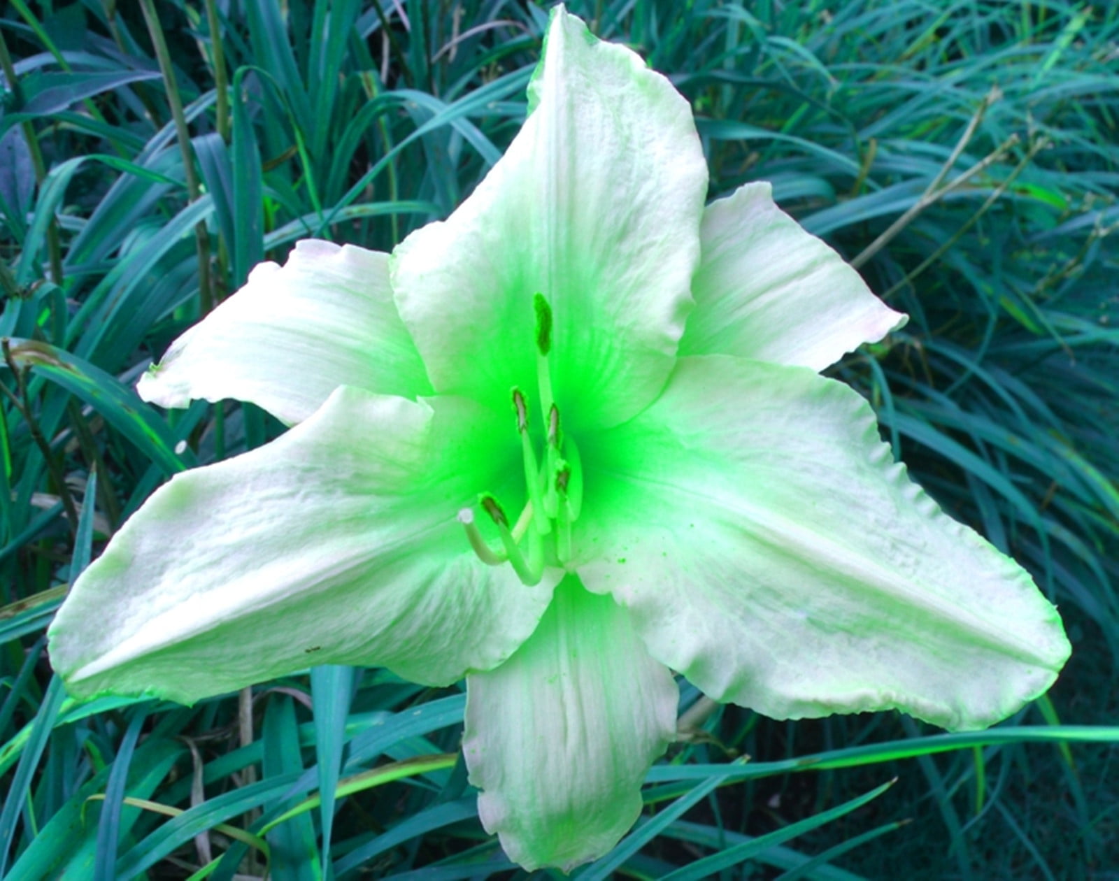 Amaryllis bulbs Plants, Easy to Plant Perennial, Amaryllis For Sale ...