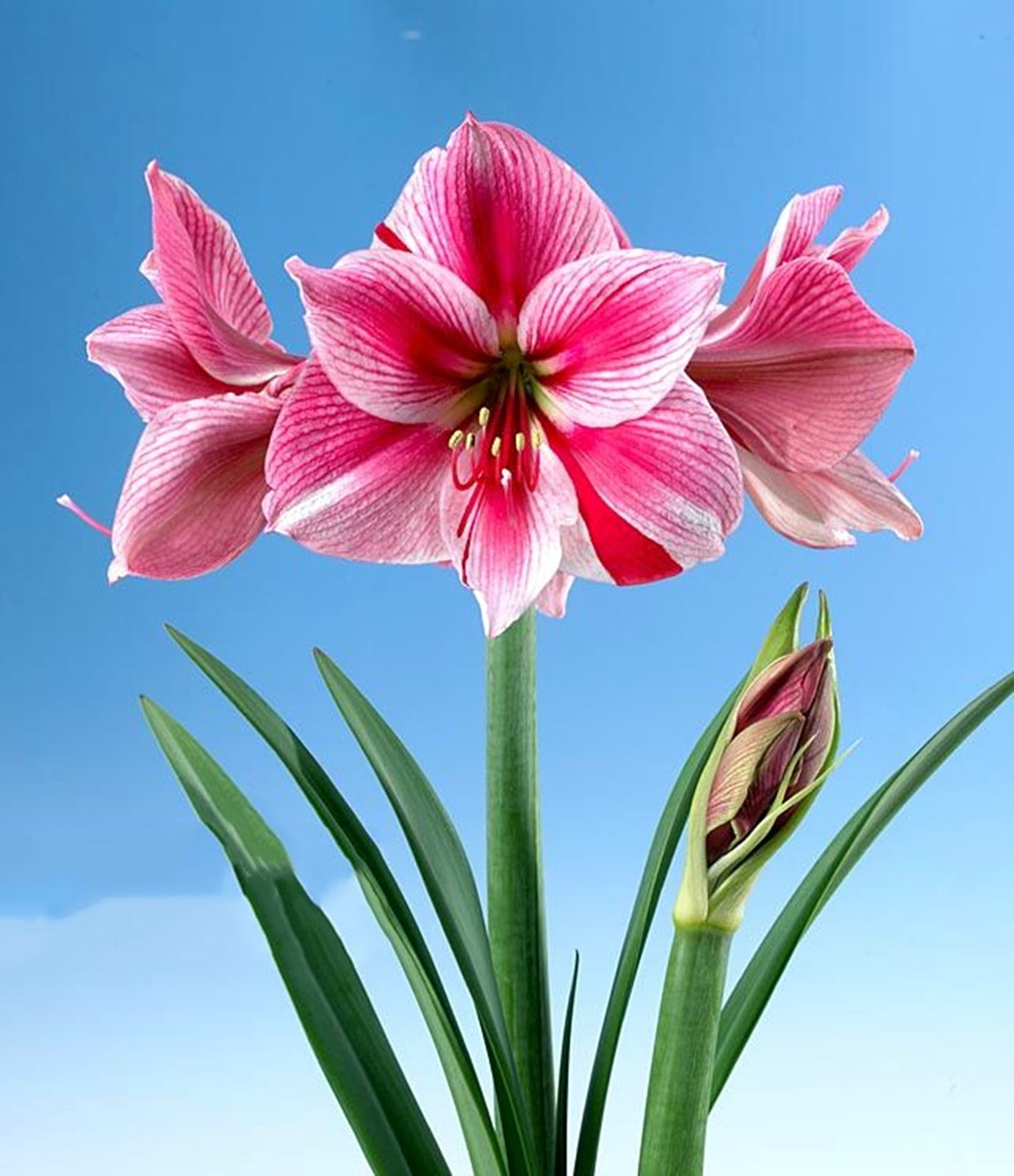 Amaryllis bulbs Plants, Easy to Plant Perennial, Amaryllis For Planting ...