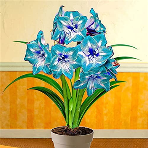 Amaryllis bulbs Plants, Easy to Plant Perennial, Amaryllis For Planting ...