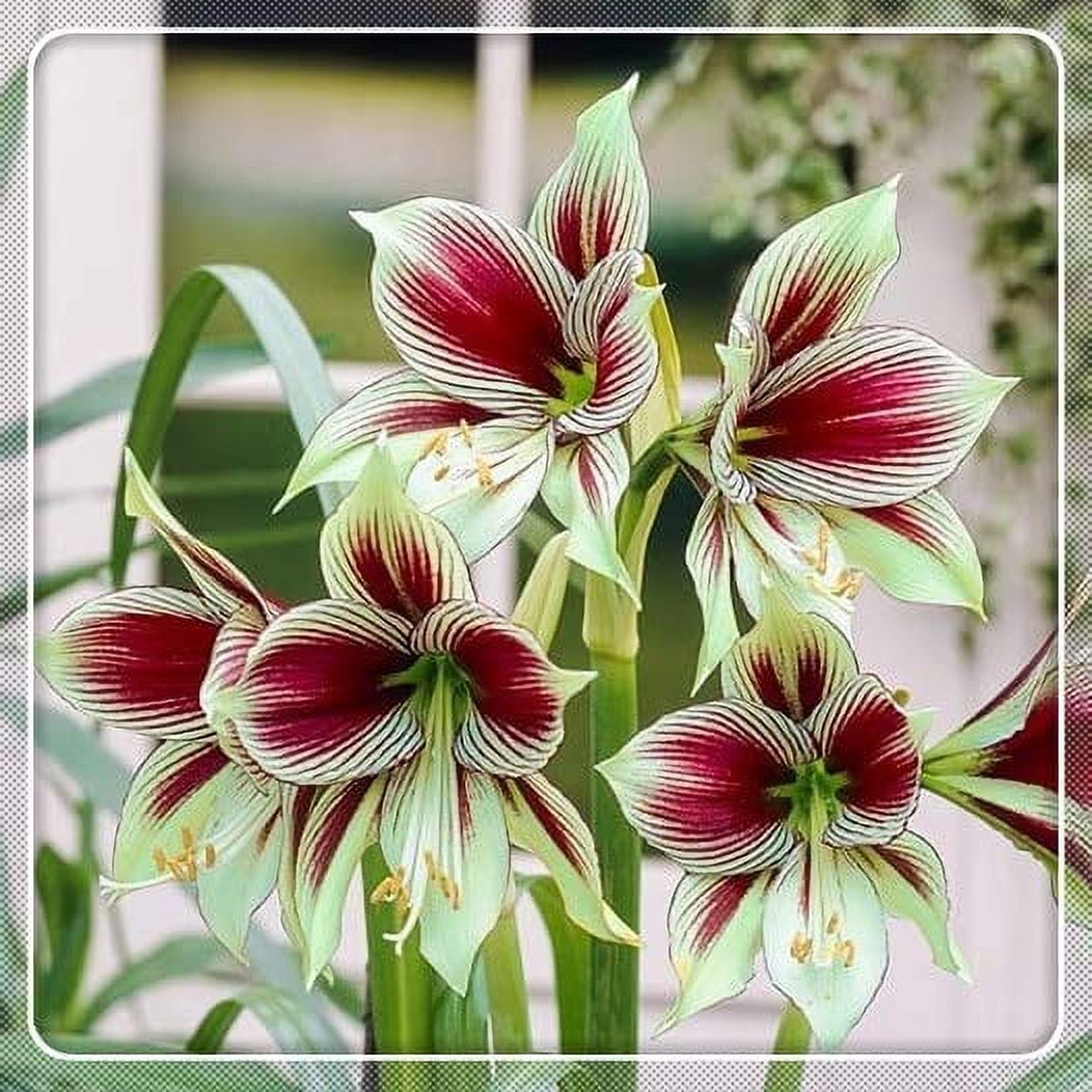 Amaryllis bulbs Plants, Easy to Plant Perennial, Amaryllis For Planting ...