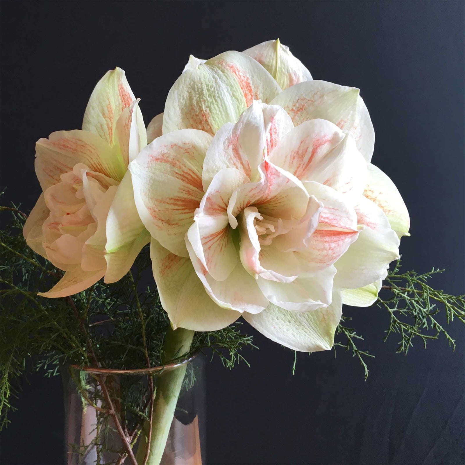 Amaryllis bulbs Plants, Easy to Plant Perennial, Amaryllis For Planting ...