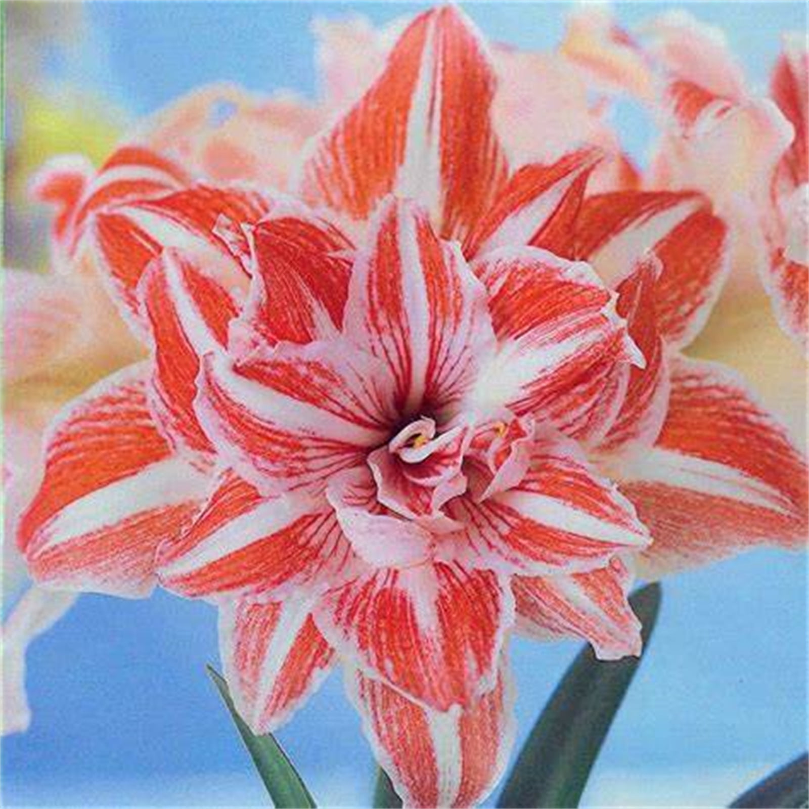 Amaryllis bulbs Plants, Easy to Plant Perennial, Amaryllis For Sale ...