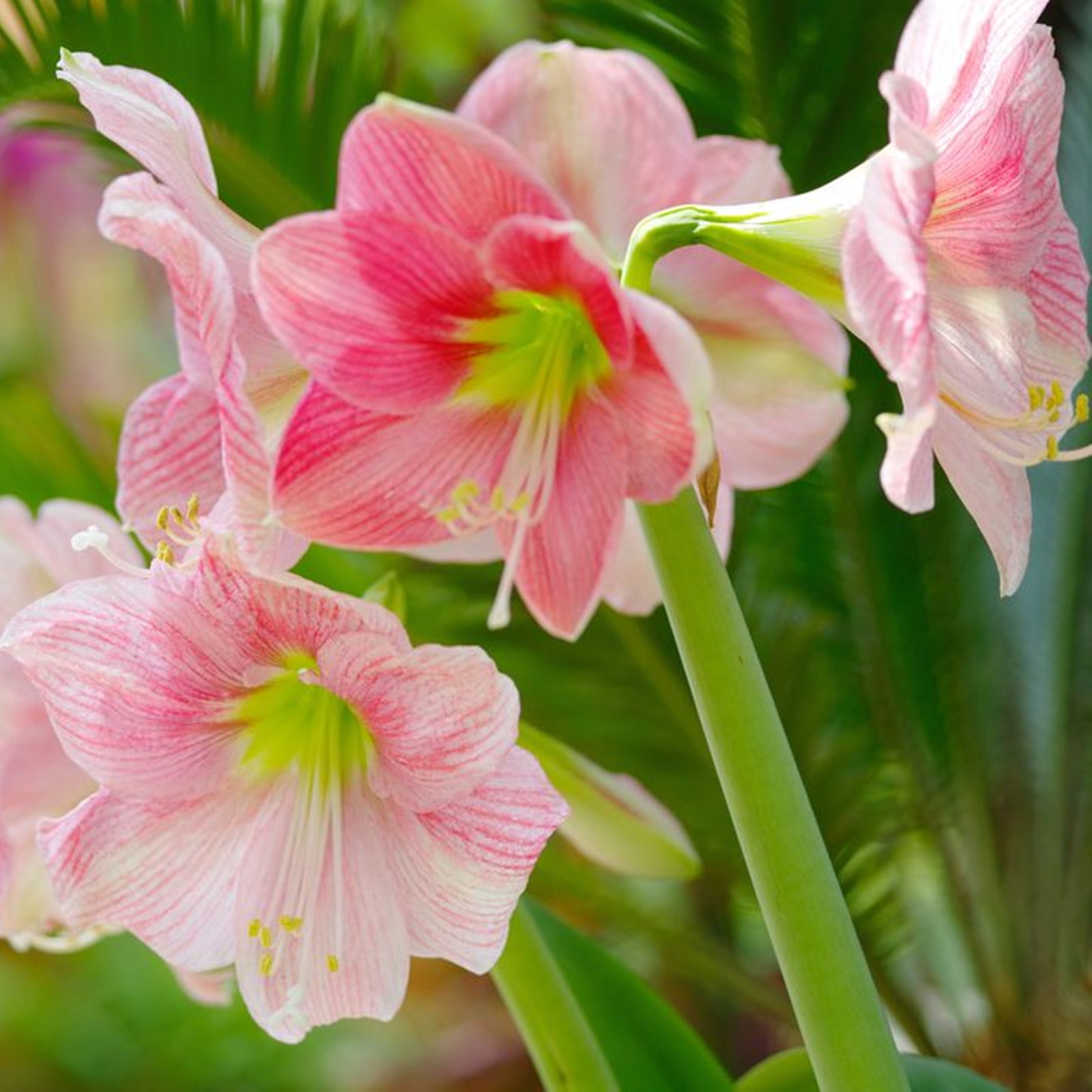 Amaryllis bulbs Plants, Amaryllis For Sale, Long Blooming Period,Easy ...