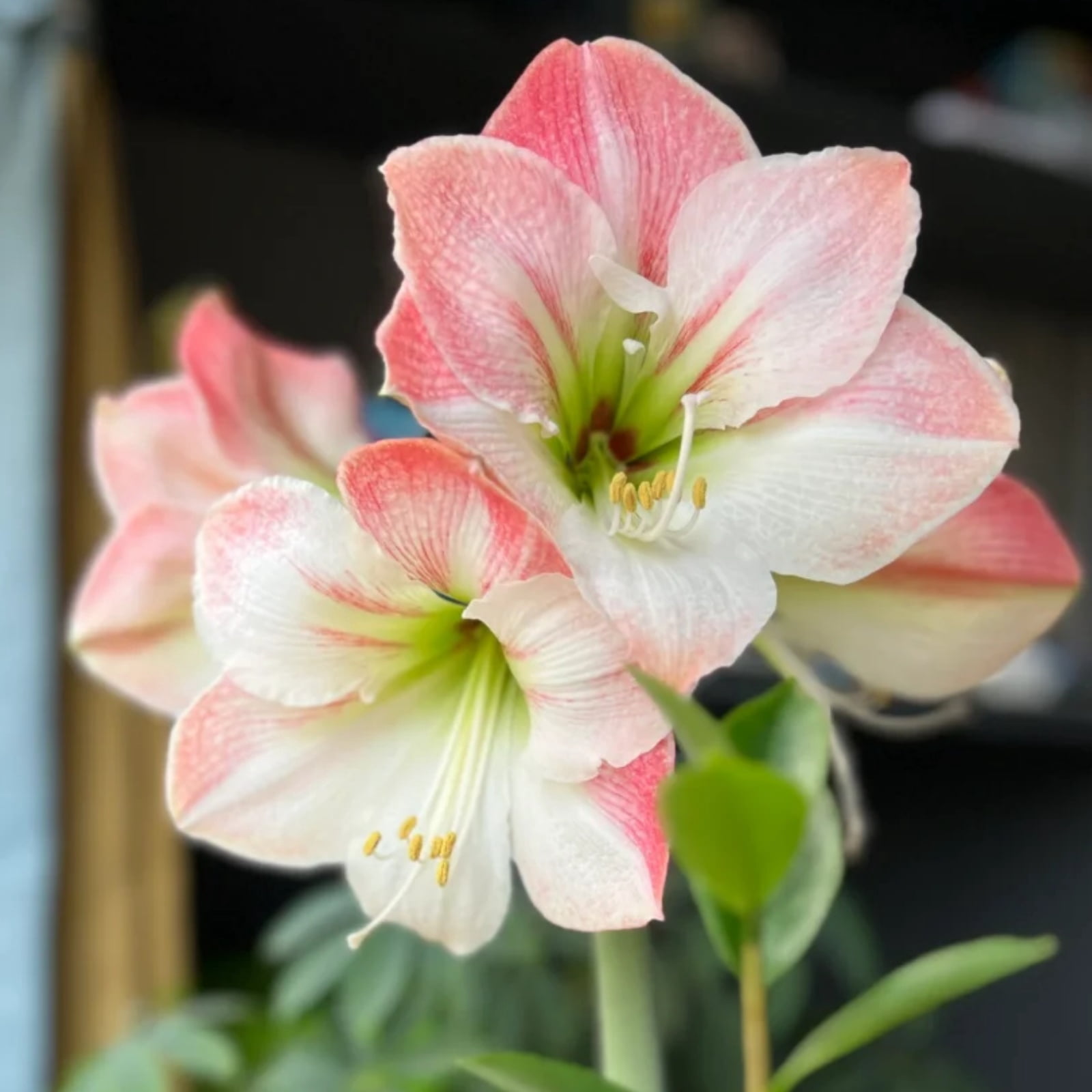 Amaryllis bulbs can be planted in balconies and courtyards, and the ...