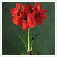Pink Petals Waxed Amaryllis Flower Bulb with Stand, Grow Real Blooming ...