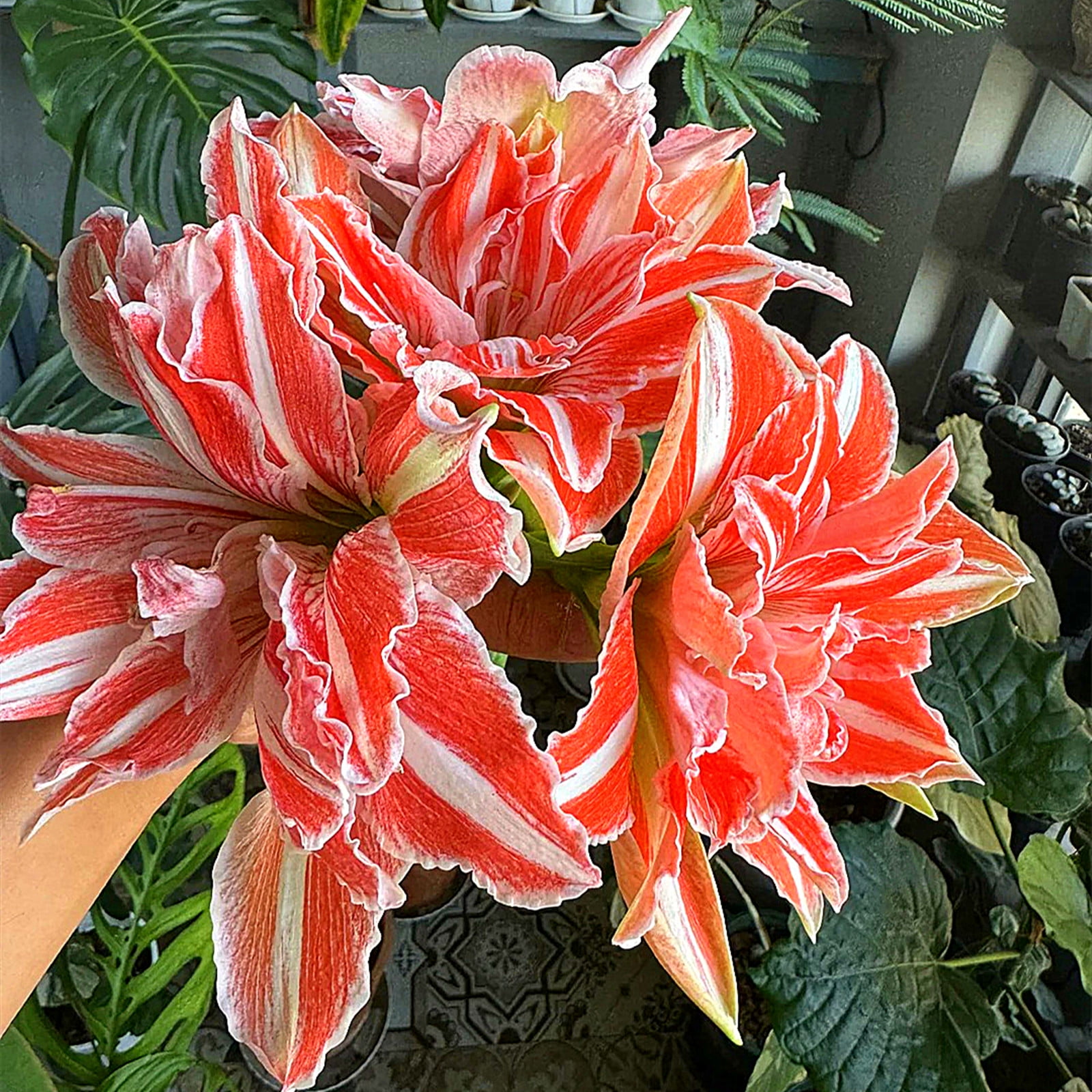 (Amaryllis for Planting)Professional Indoor or Outdoor Simple to Grow ...