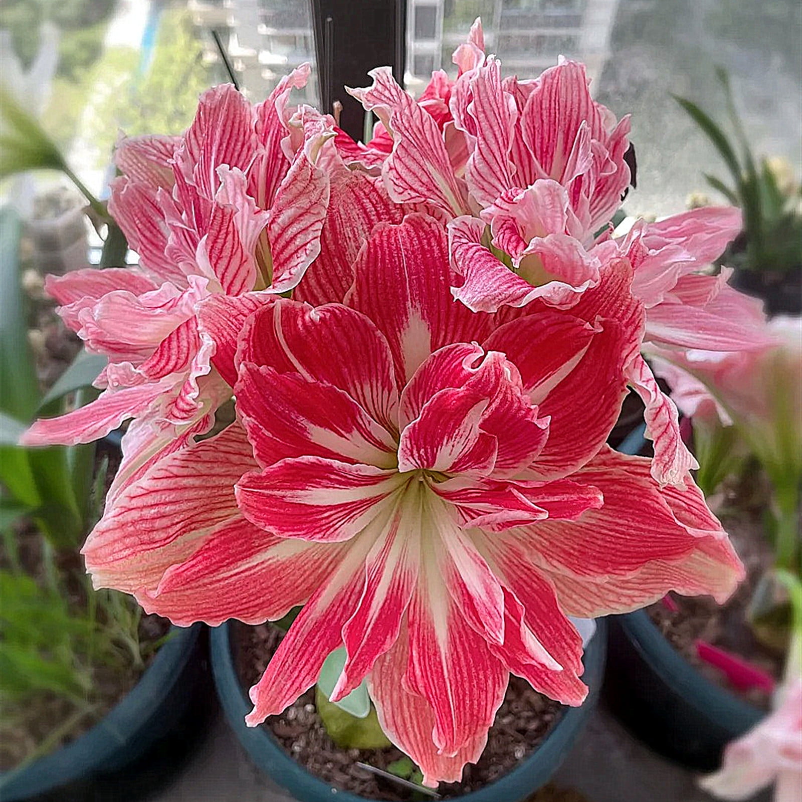 (Amaryllis for Planting)Professional Indoor or Outdoor Simple to Grow ...