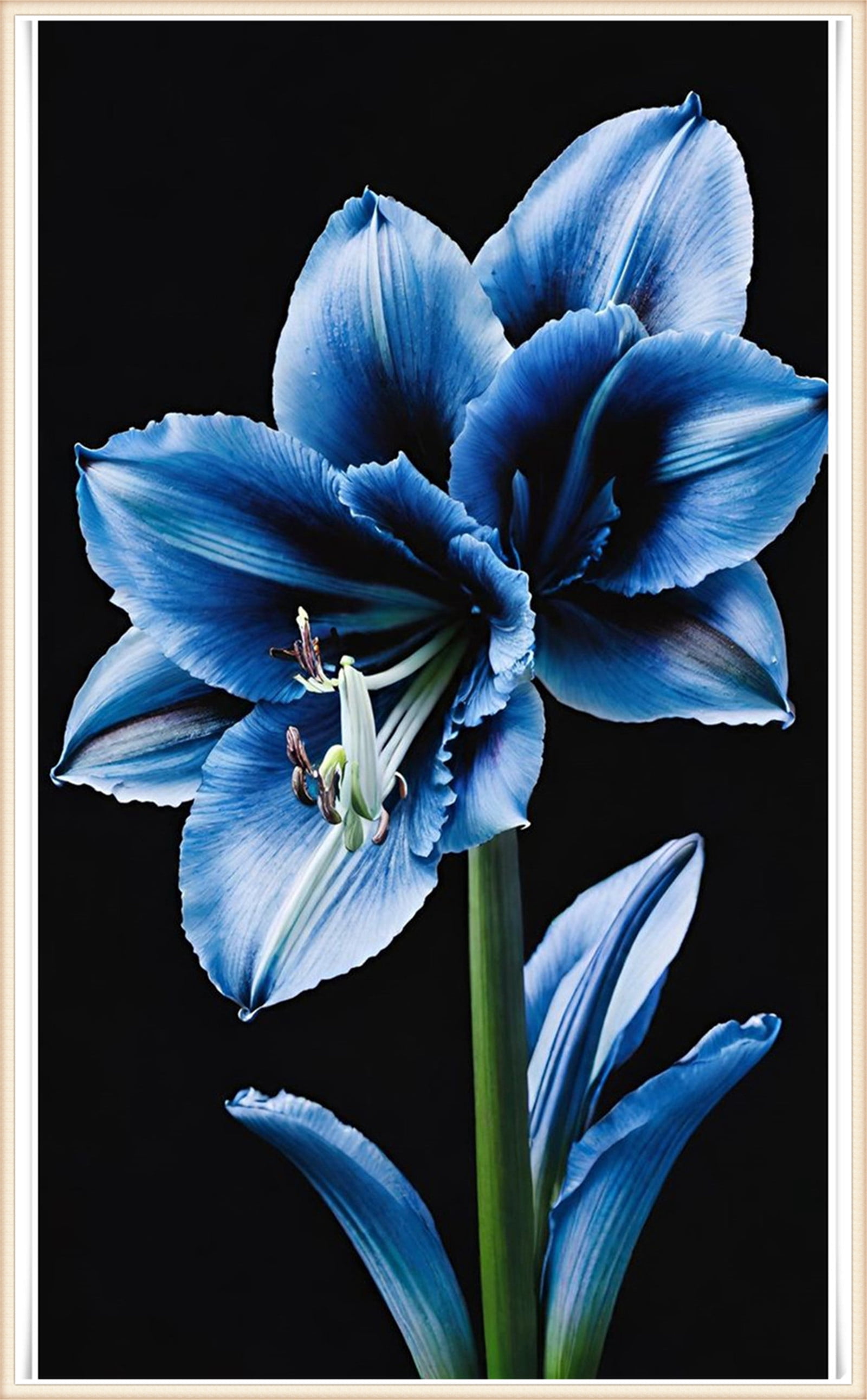 Amaryllis for sale Beautiful Amaryllis for planting Lovely Surprise ...
