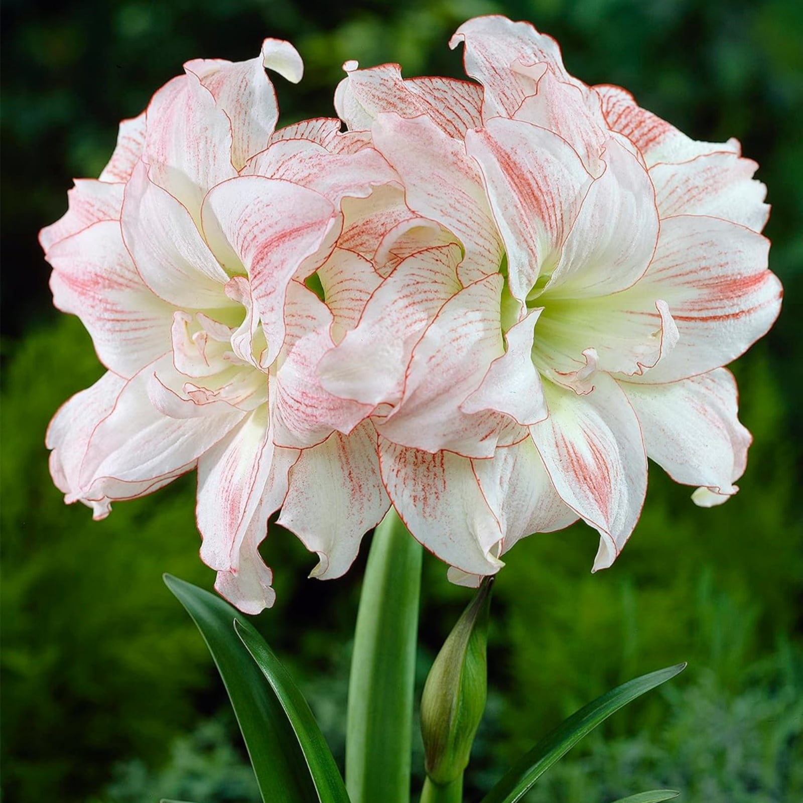 Amaryllis/multi-year bloom/easy maintenance/flowers all year round/cold ...