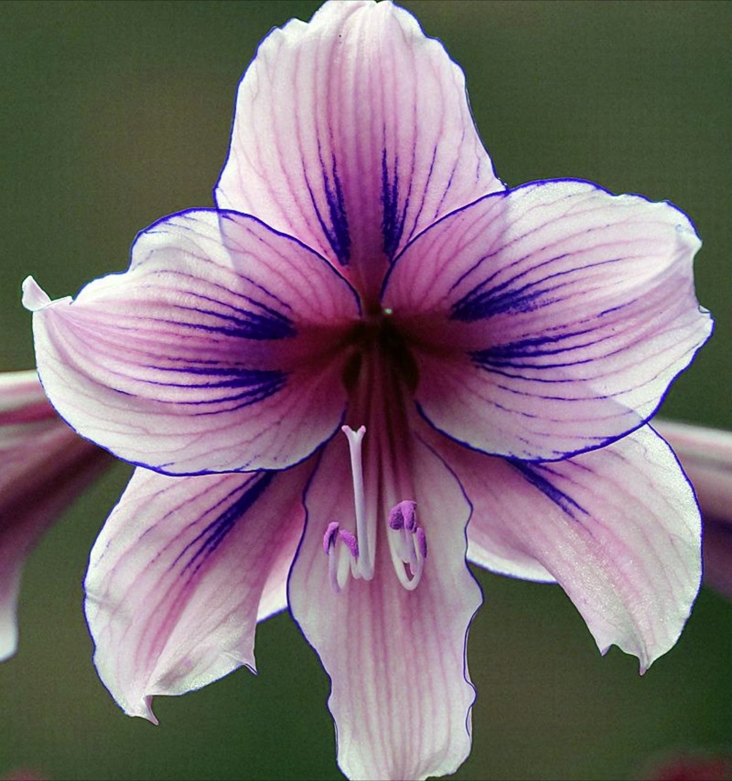 Amaryllis/multi-year bloom/easy to grow/flower all year round/surprise ...