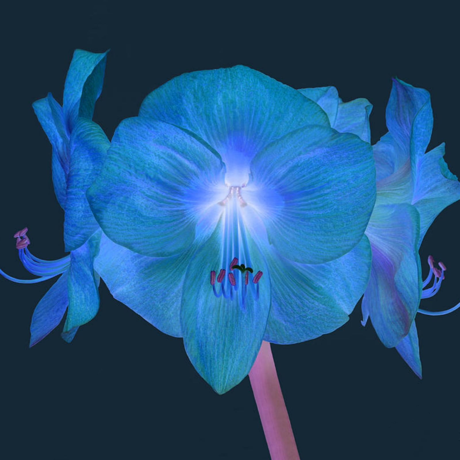 Amaryllis/multi-year bloom/easy to grow/flower all year round/unique ...