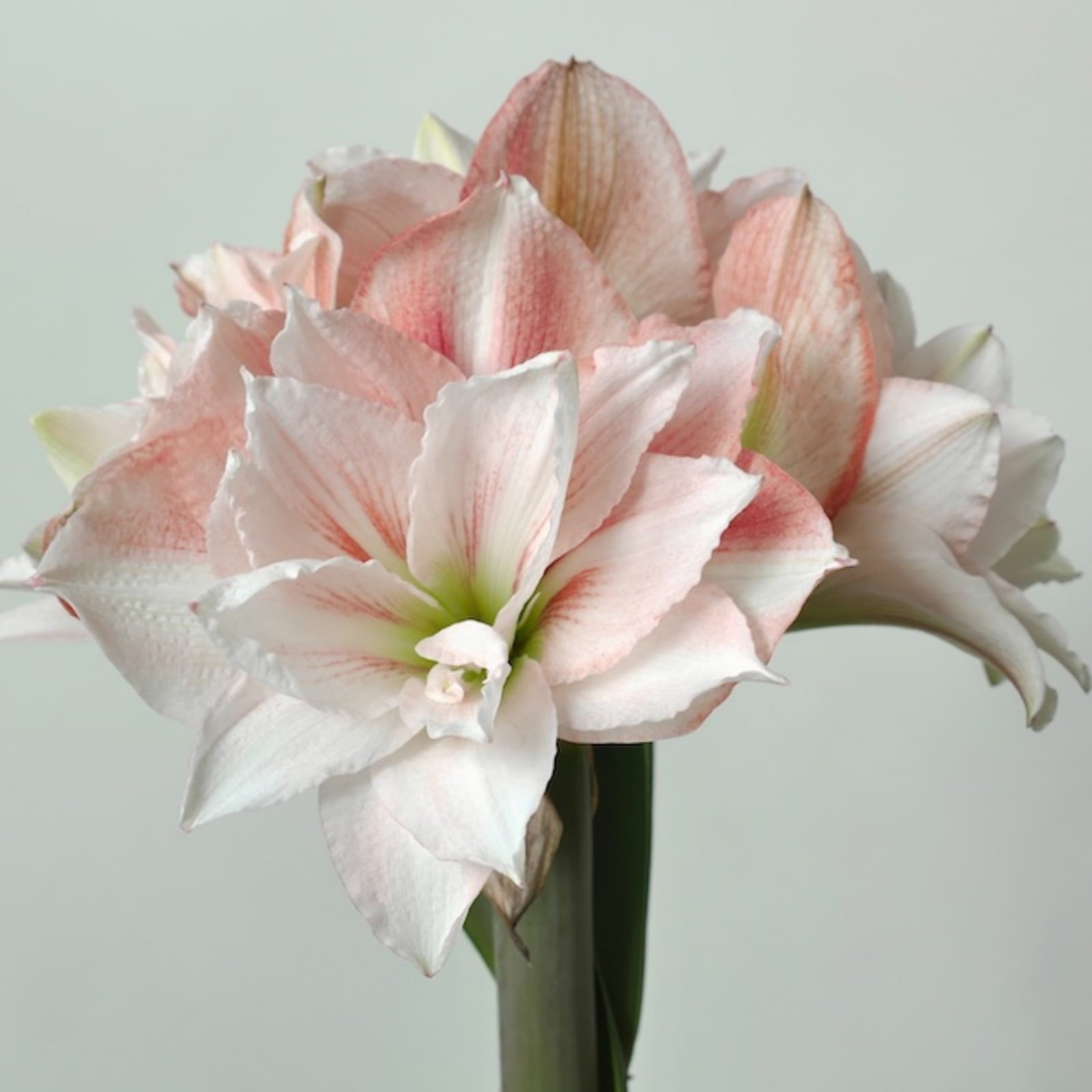 Amaryllis/multi-year bloom/easy to grow/flower all year round/unique ...