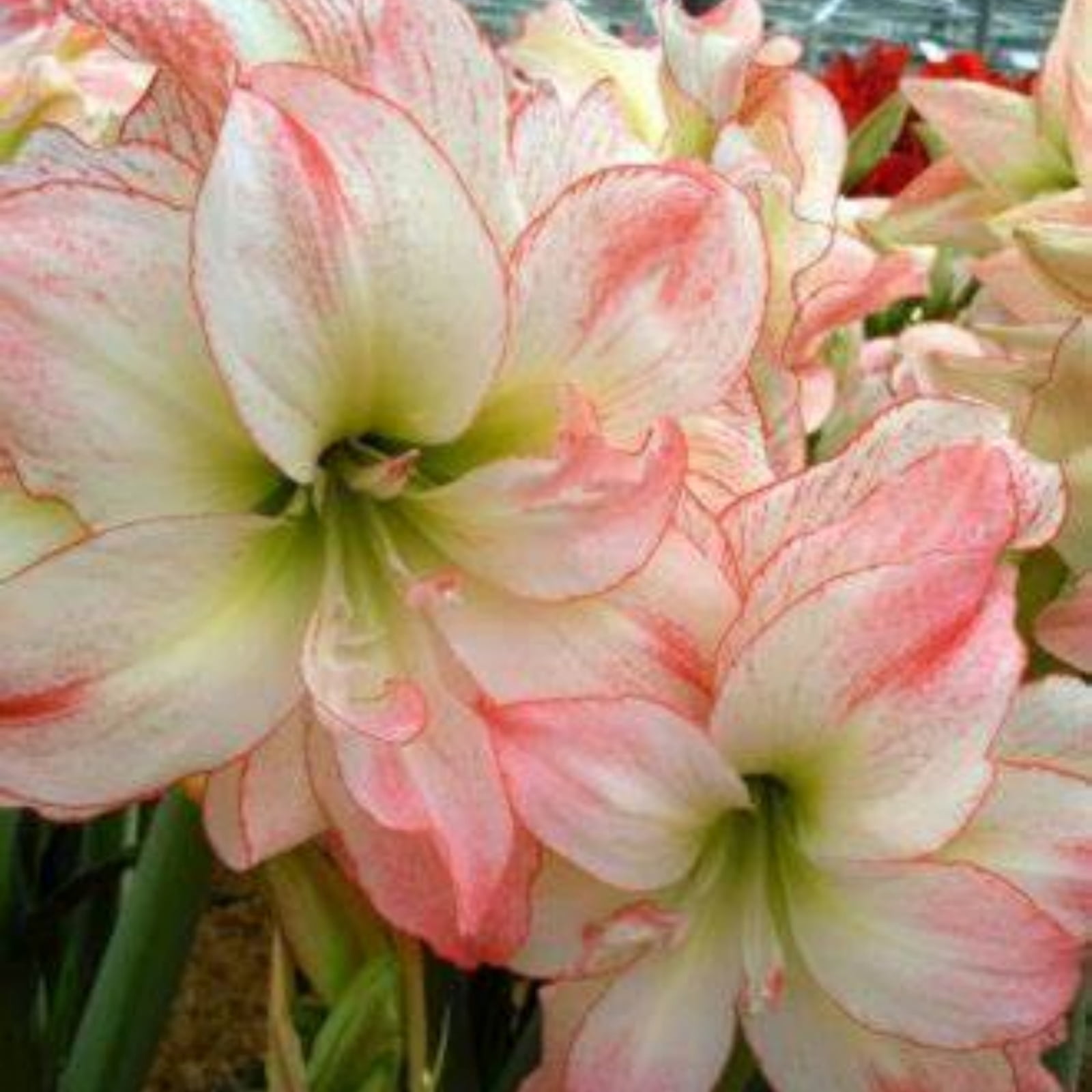 Amaryllis/multi-year bloom/easy to grow/surprise gift/flower all year ...