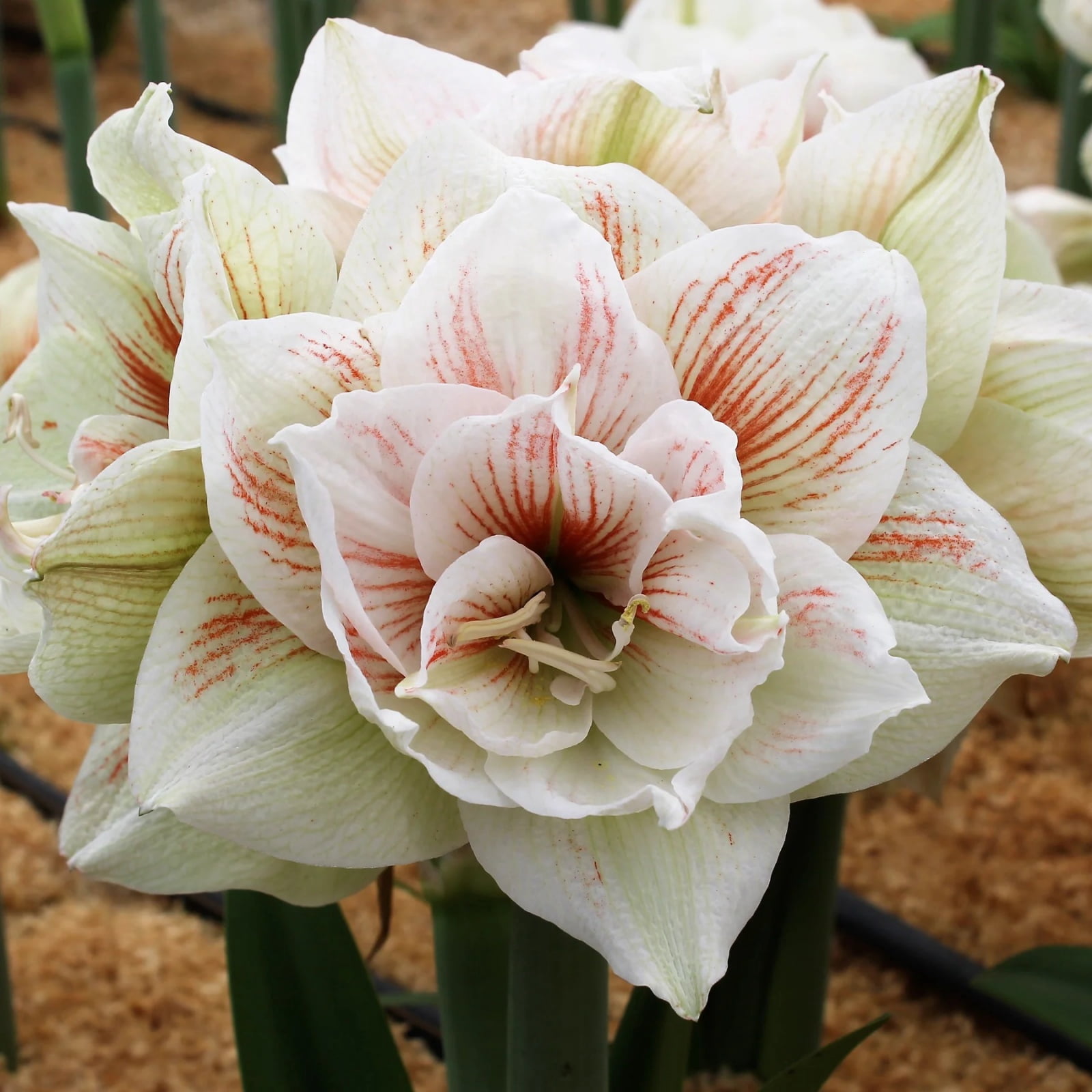 Amaryllis/multi-year bloom/easy to grow/surprise gift/flower all year ...