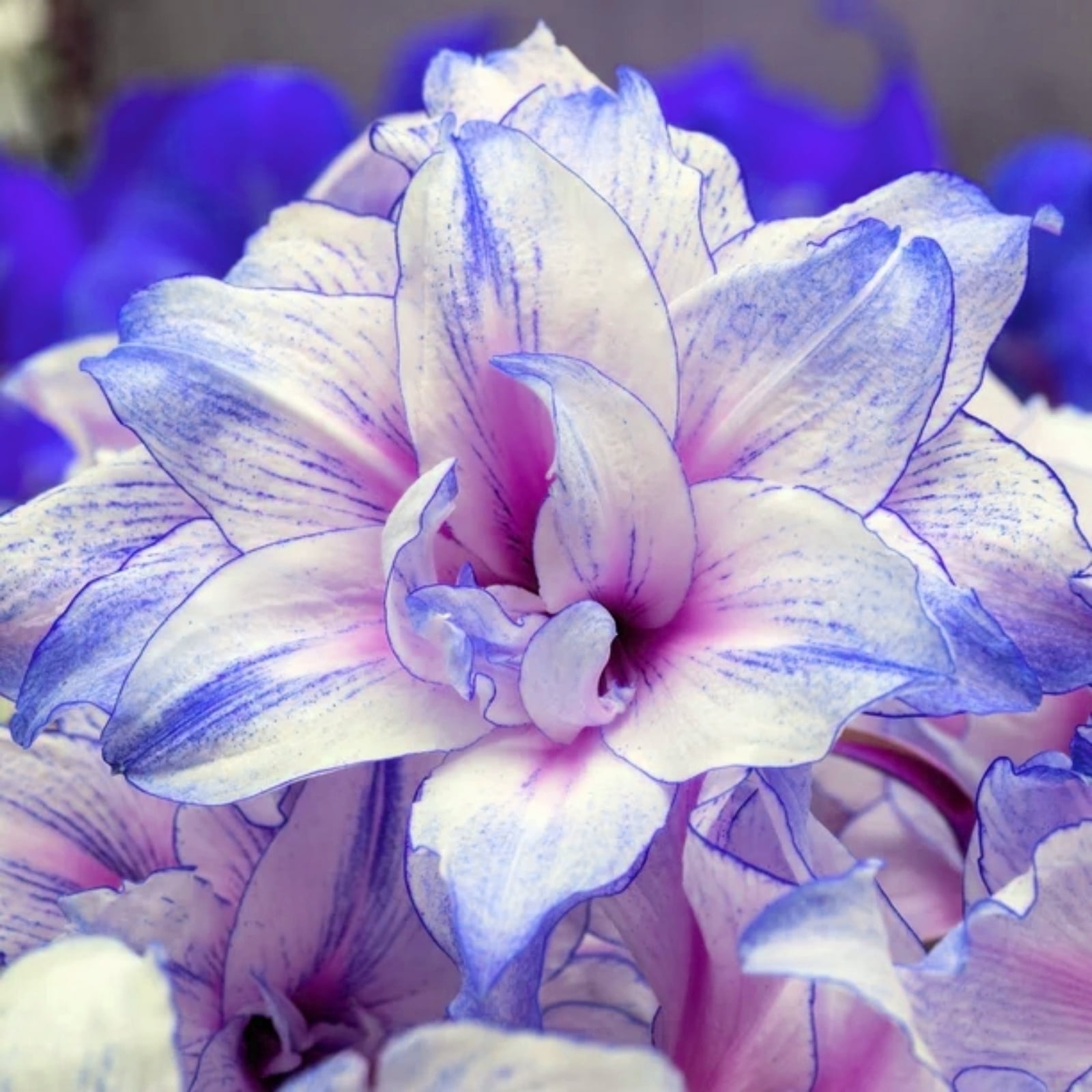 Amaryllis/multi-year bloom/easy to grow/surprise gift/unique and ...