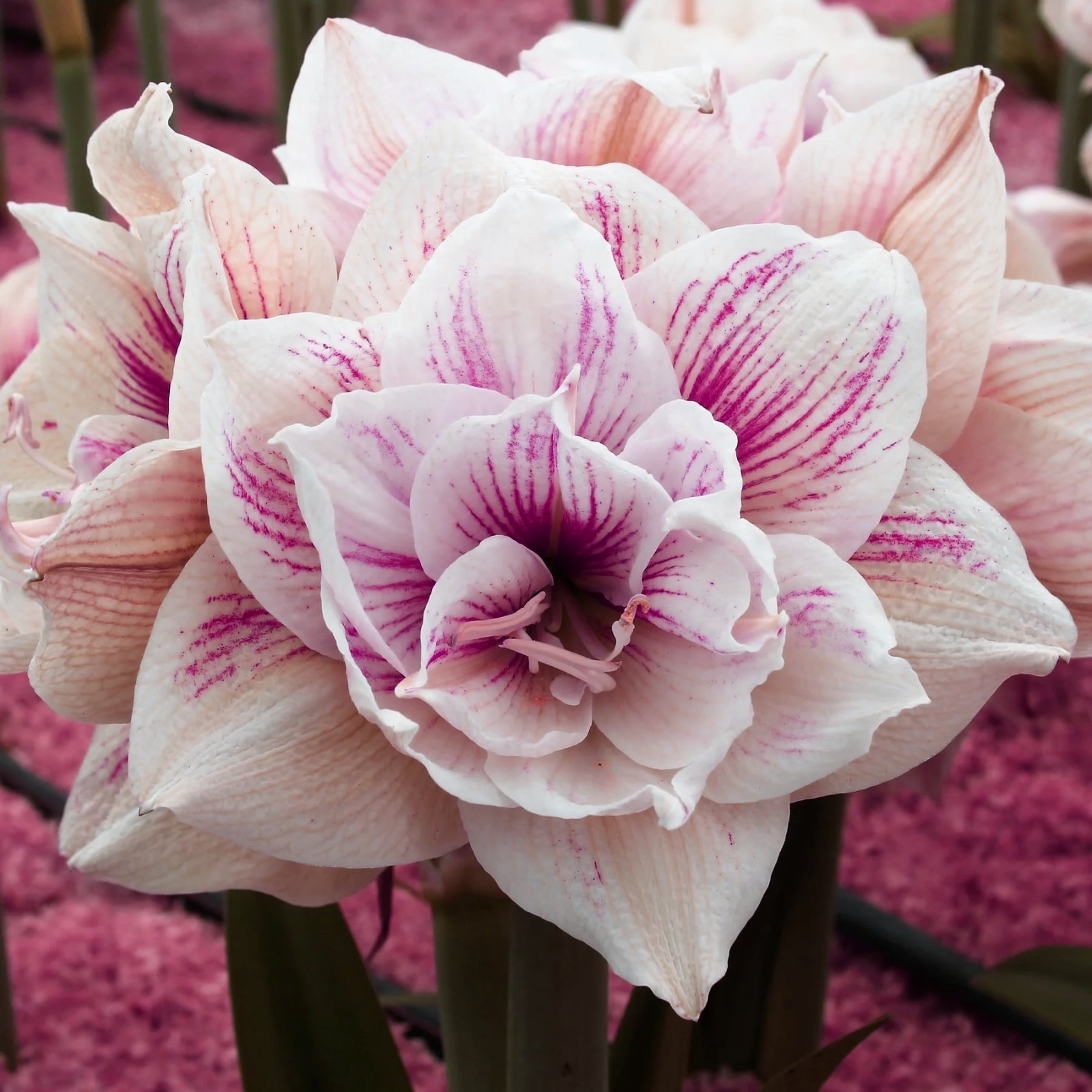 Amaryllis/multi-year bloom/easy to grow/surprise gift/unique and ...