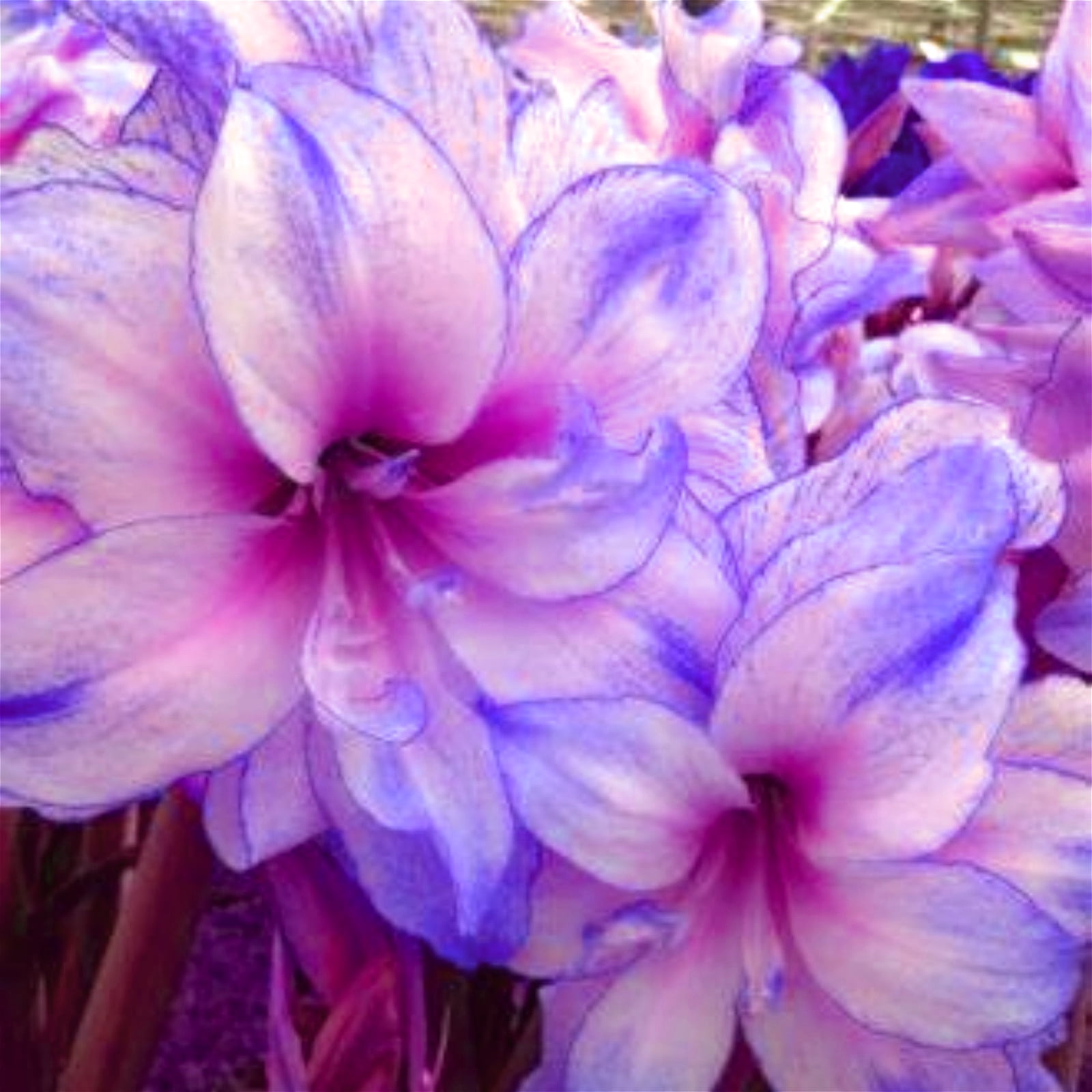 Amaryllis/multi-year bloom/easy to grow/unique and romantic/surprise ...