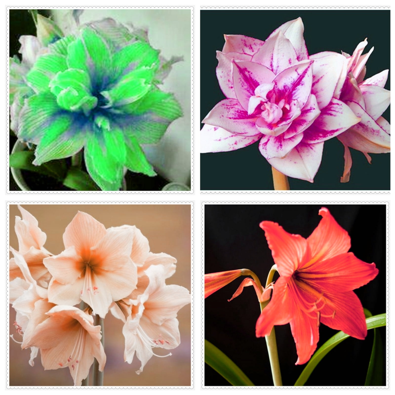 Amaryllis/multi-year bloom/easy to grow/unique and romantic/surprise ...