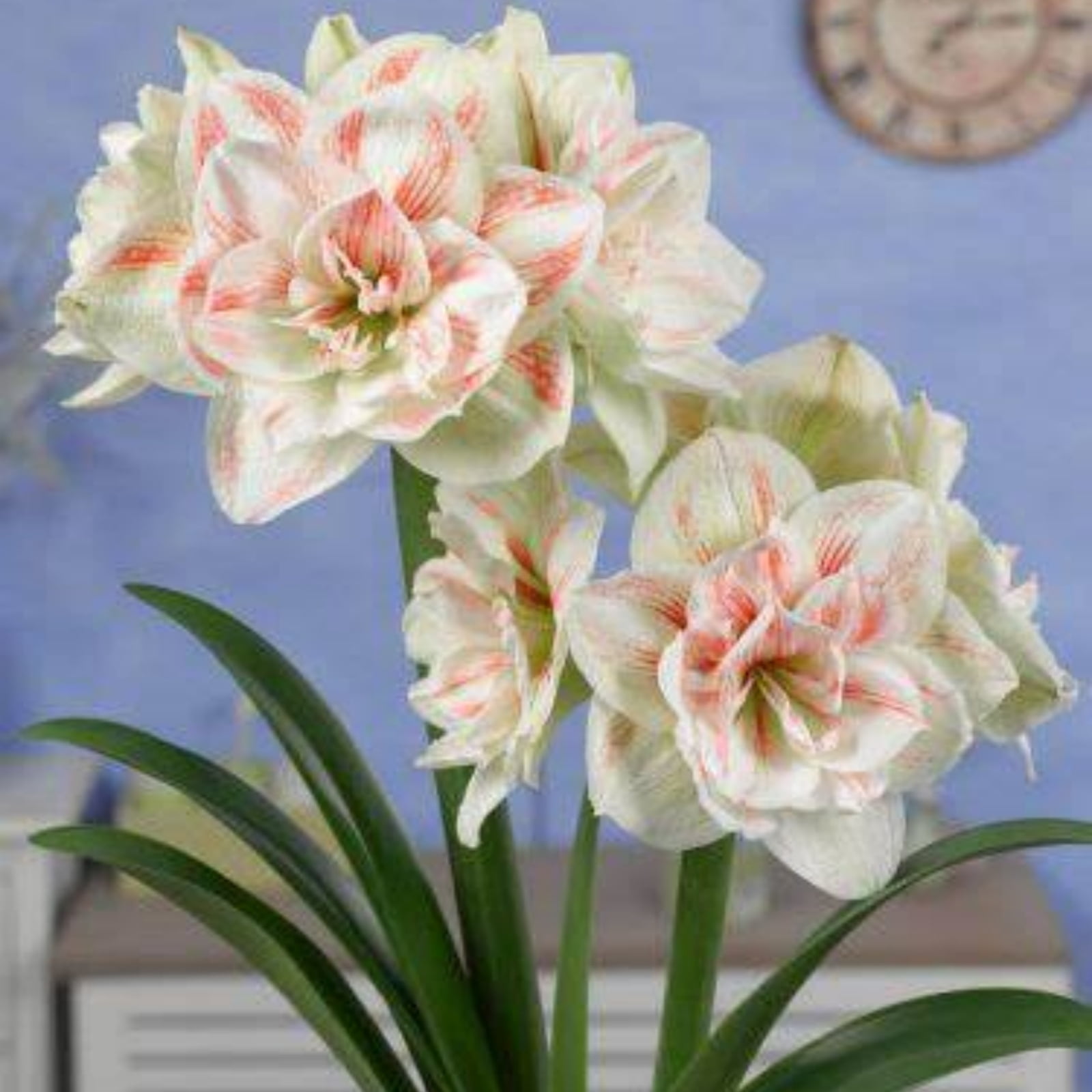 Amaryllis/multi-year bloom/easy to grow/unique and romantic/surprise ...