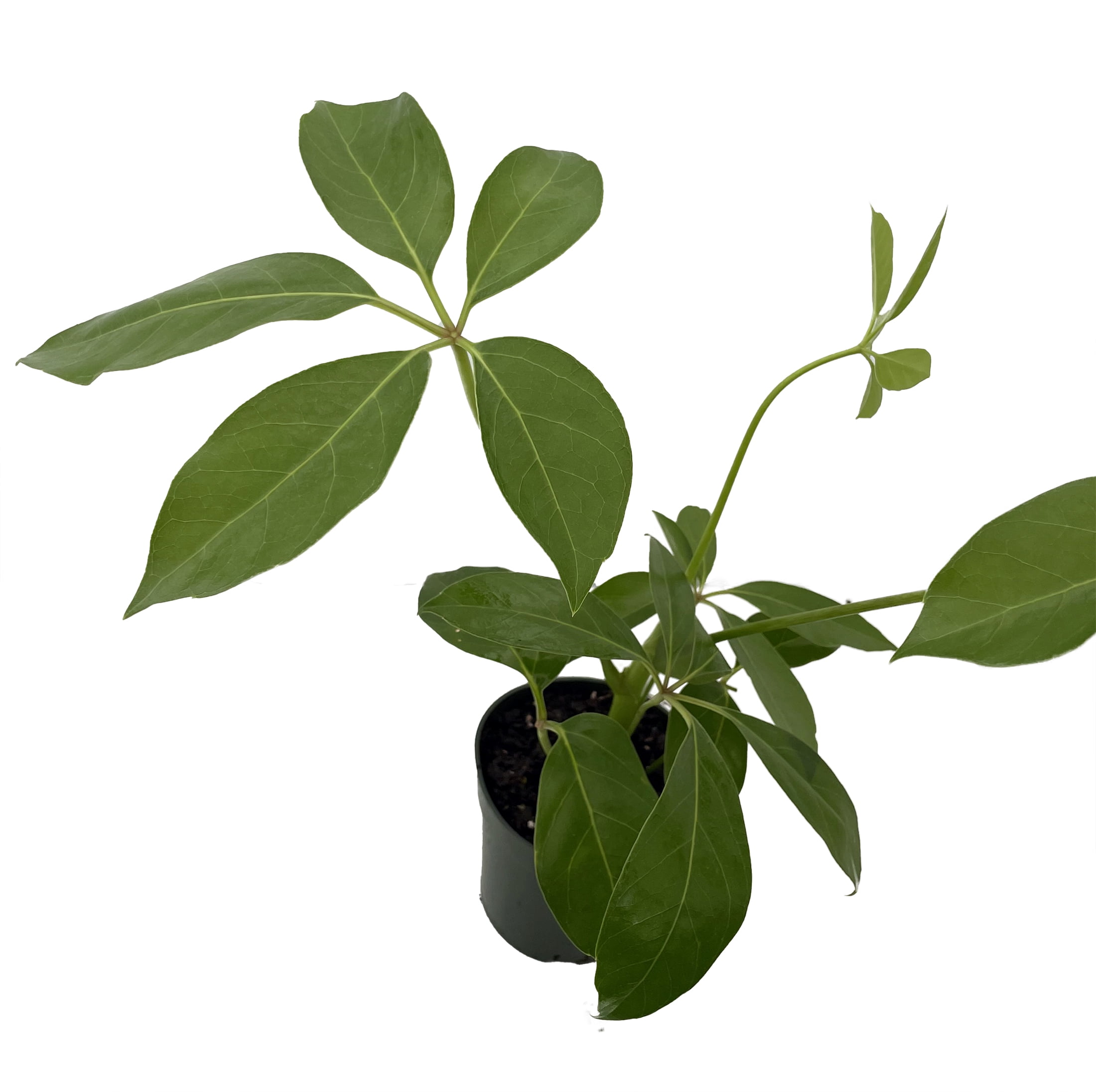 Amate Schefflera Umbrella Tree Plant - Easy to Grow Indoor Houseplant ...