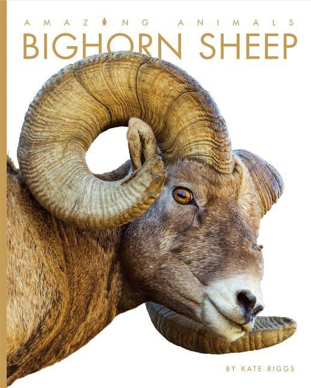 Amazing Animals: Amazing Animals: Bighorn Sheep (Paperback) - Walmart.com